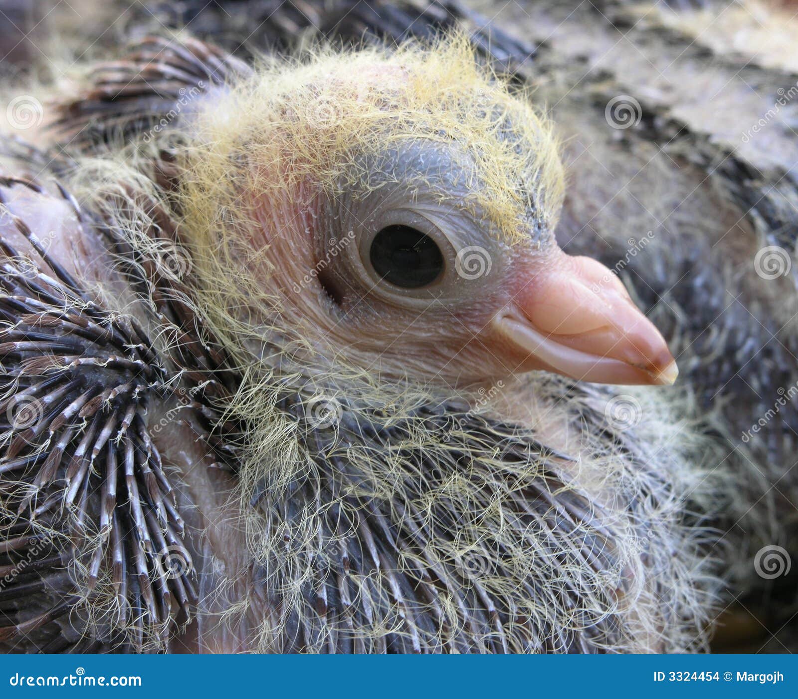 Jonge Duif Stock Afbeeldingen - Beeld: 3324454