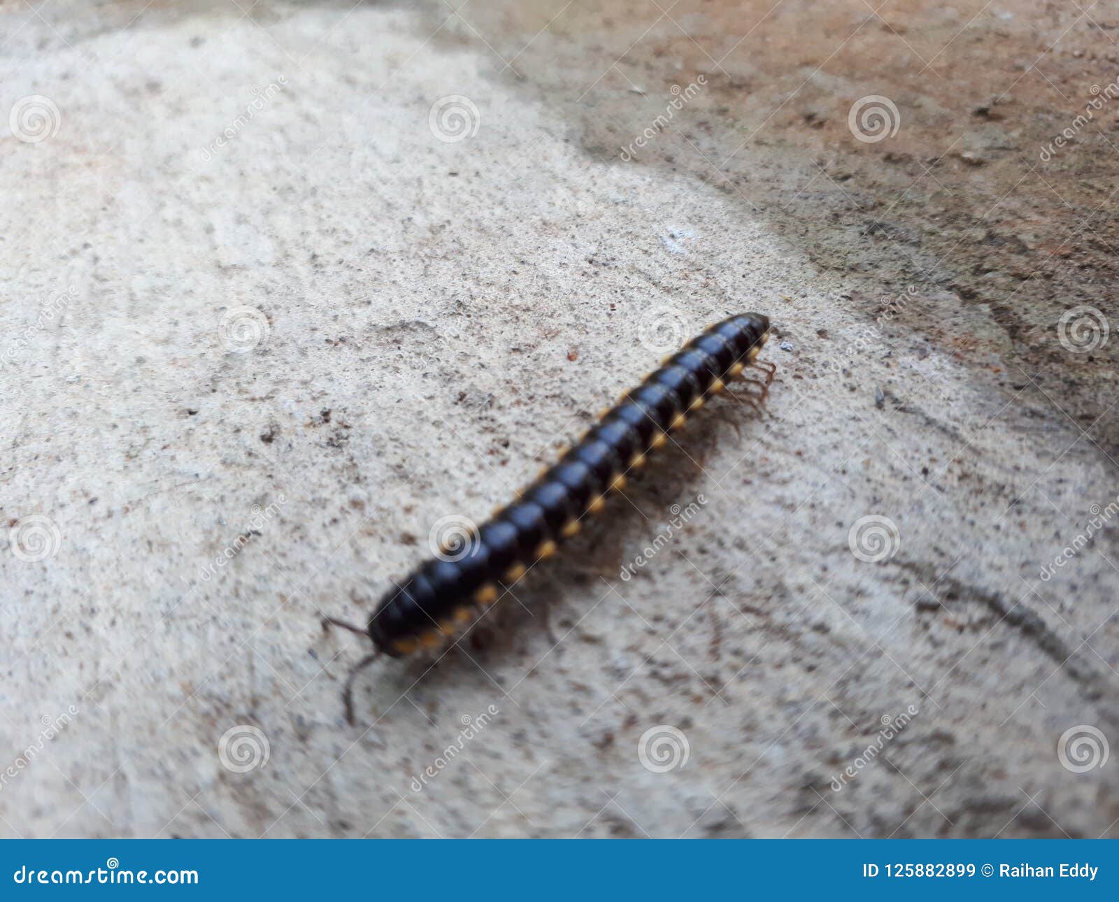 Jonge duizendpoot stock afbeelding. Image of klein, duizendpoot - 125882899