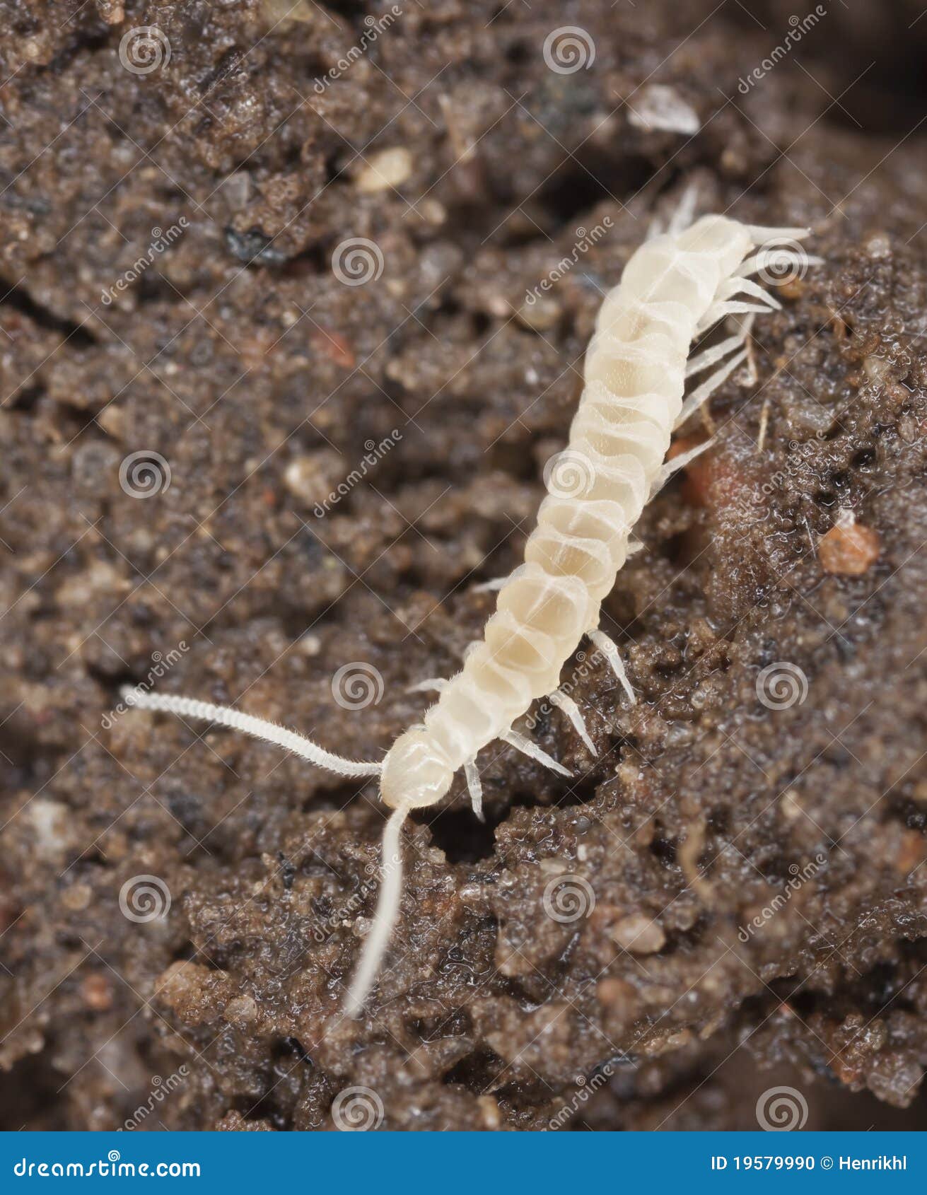 Jonge duizendpoot stock foto. Image of geleedpotige, modder - 19579990