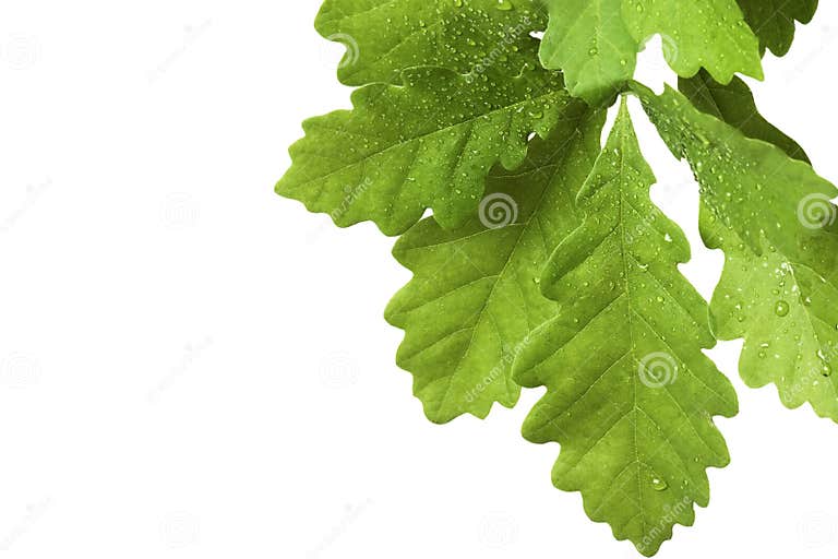 Jonge eiken boom stock foto. Image of water, groen, perfectie - 6448834