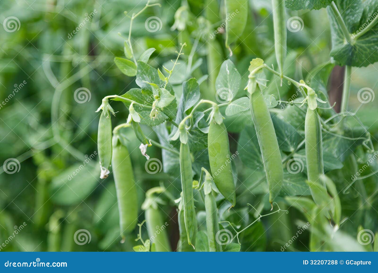 Jonge Erwten Die in De Tuin Groeien Stock Foto - Image of horizontaal ...