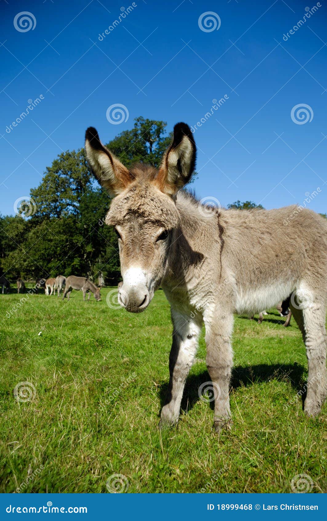 Jonge ezel stock foto. Image of binnenlands, gras, muilezel - 18999468