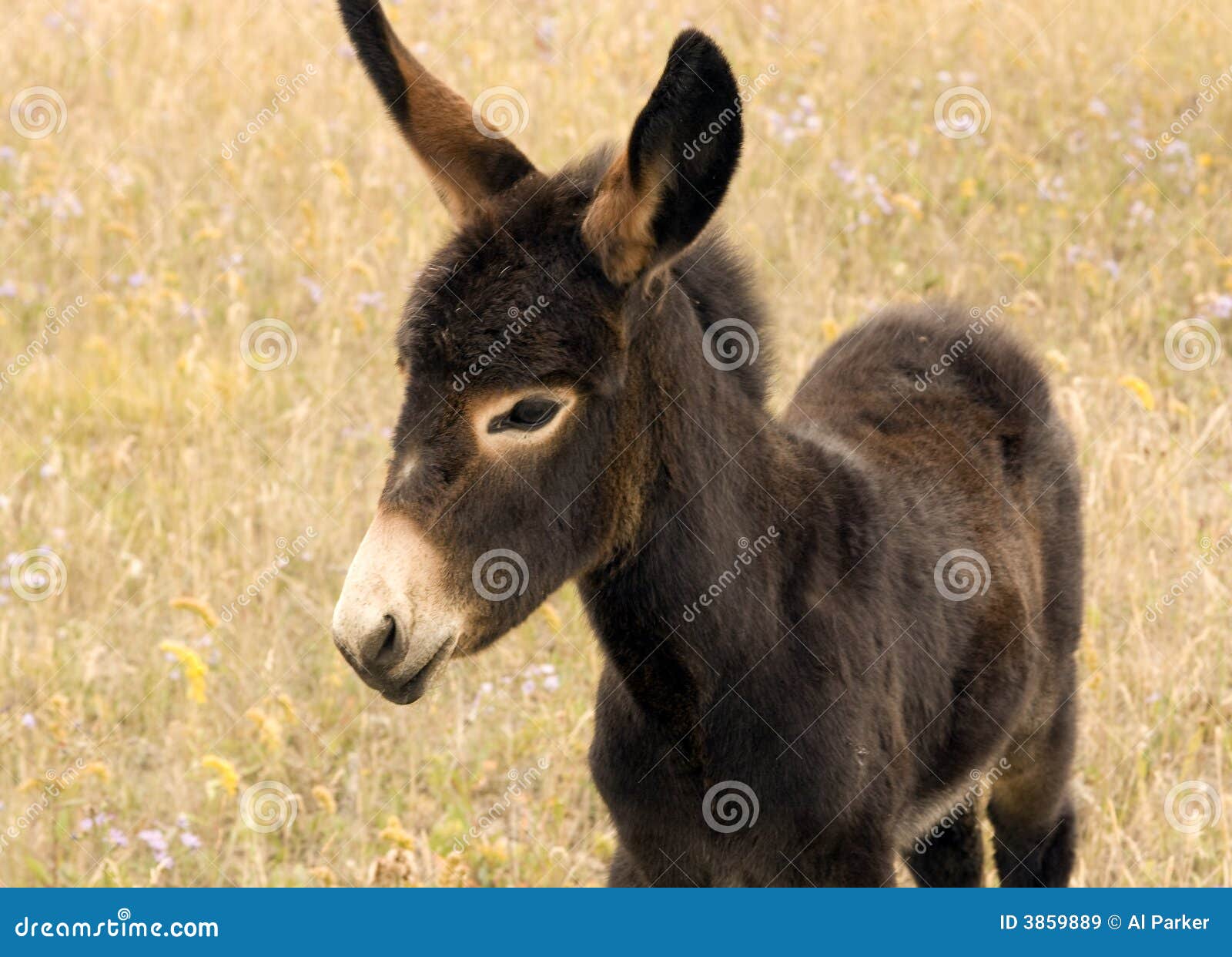 Jonge ezel stock afbeelding. Image of ezel, paard, haar - 3859889