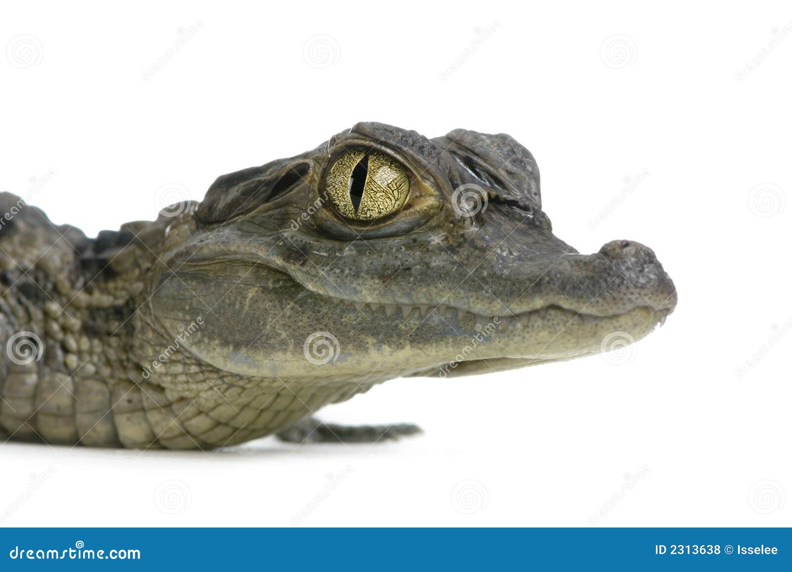 Jonge Gebrilde Kaaiman stock foto. Image of baby, jong - 2313638