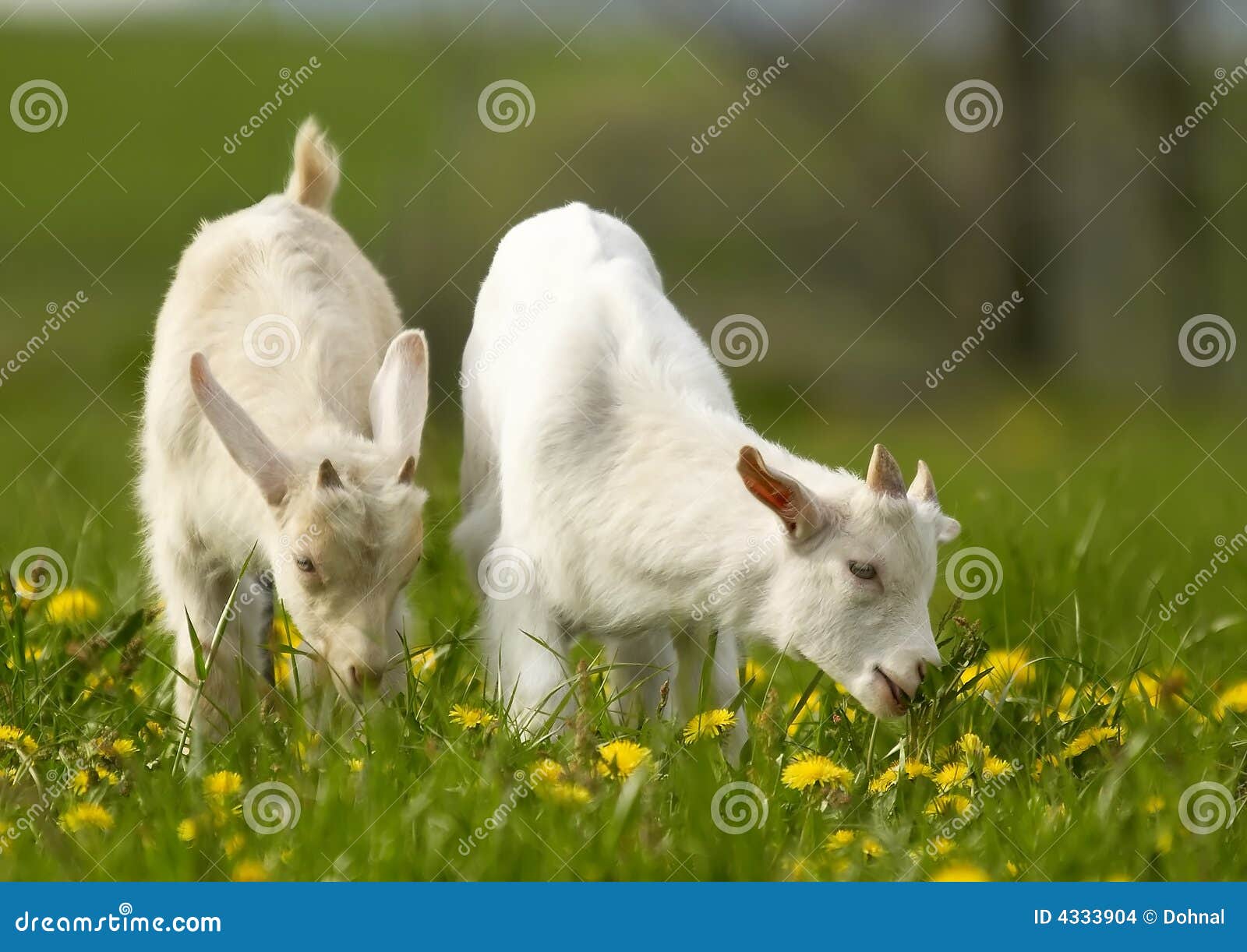 Jonge geiten stock foto. Image of binnenlands, onschuld - 4333904