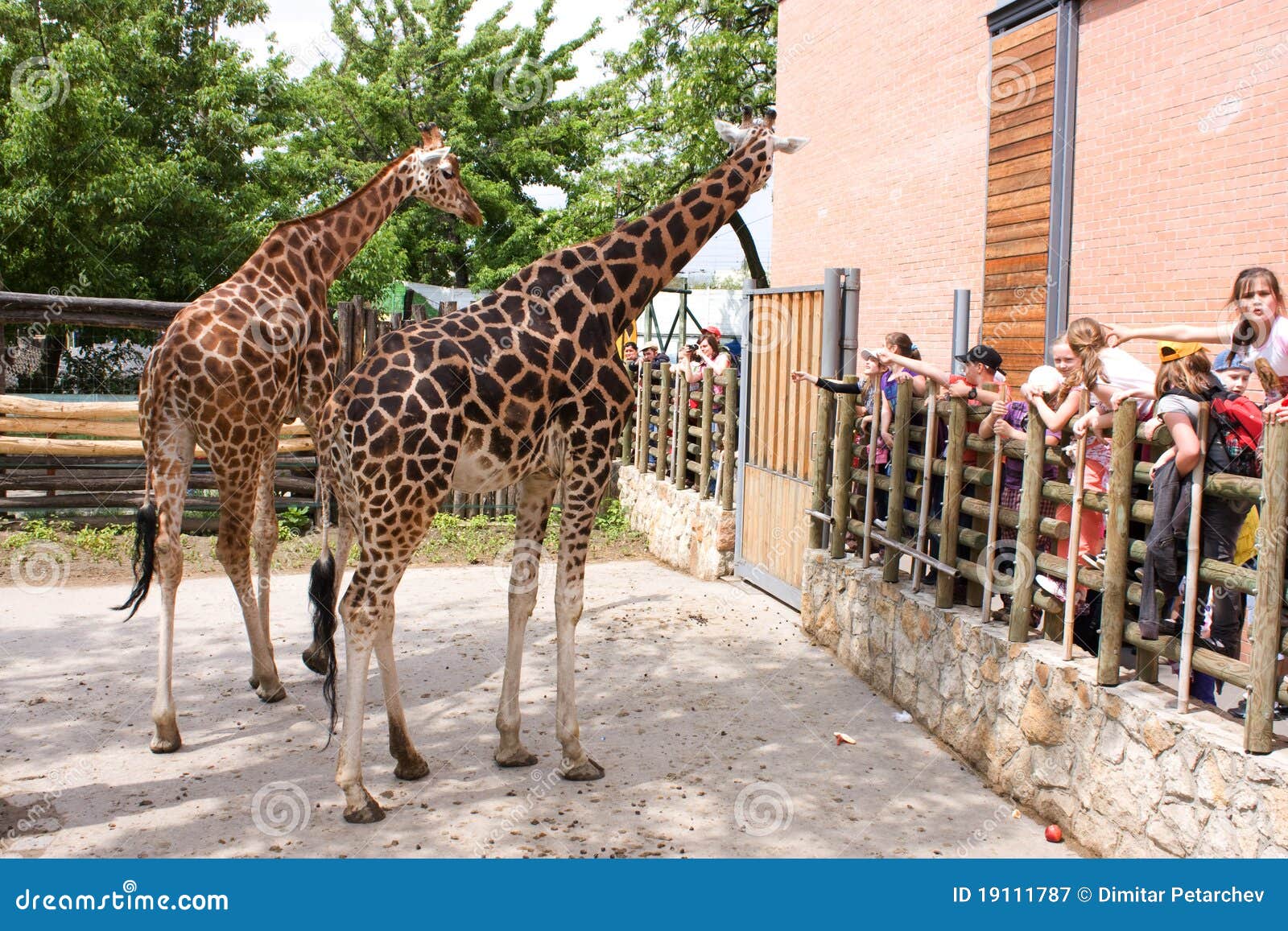 Jonge Geitjes in De Dierentuin Redactionele Fotografie - Image of ...