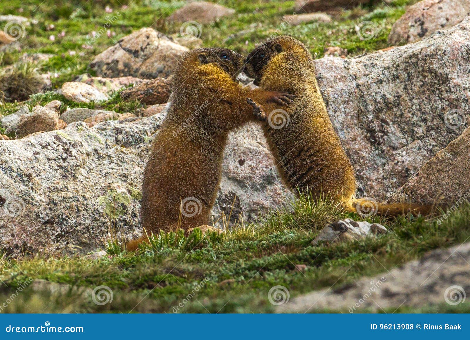 Jonge Gele Doen Zwellen Marmotten Stock Foto - Image of strijd ...