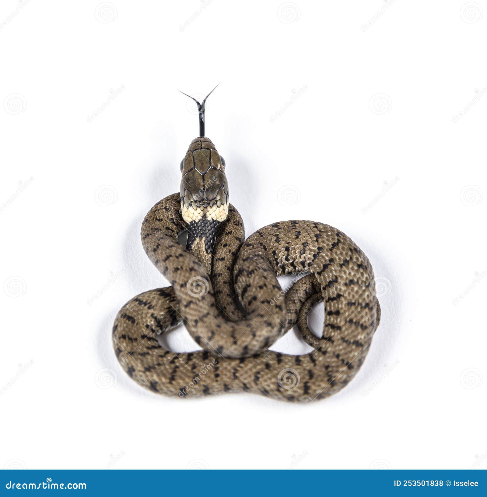 Jonge Grasslang Natrix Natrix , Geïsoleerd Op Wit Stock Foto - Image of ...