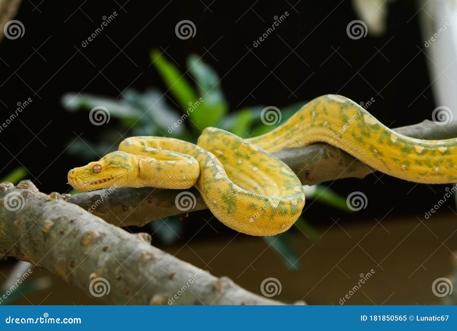 Jonge Groene Boompython Op De Tak Stock Afbeelding - Image of nave ...