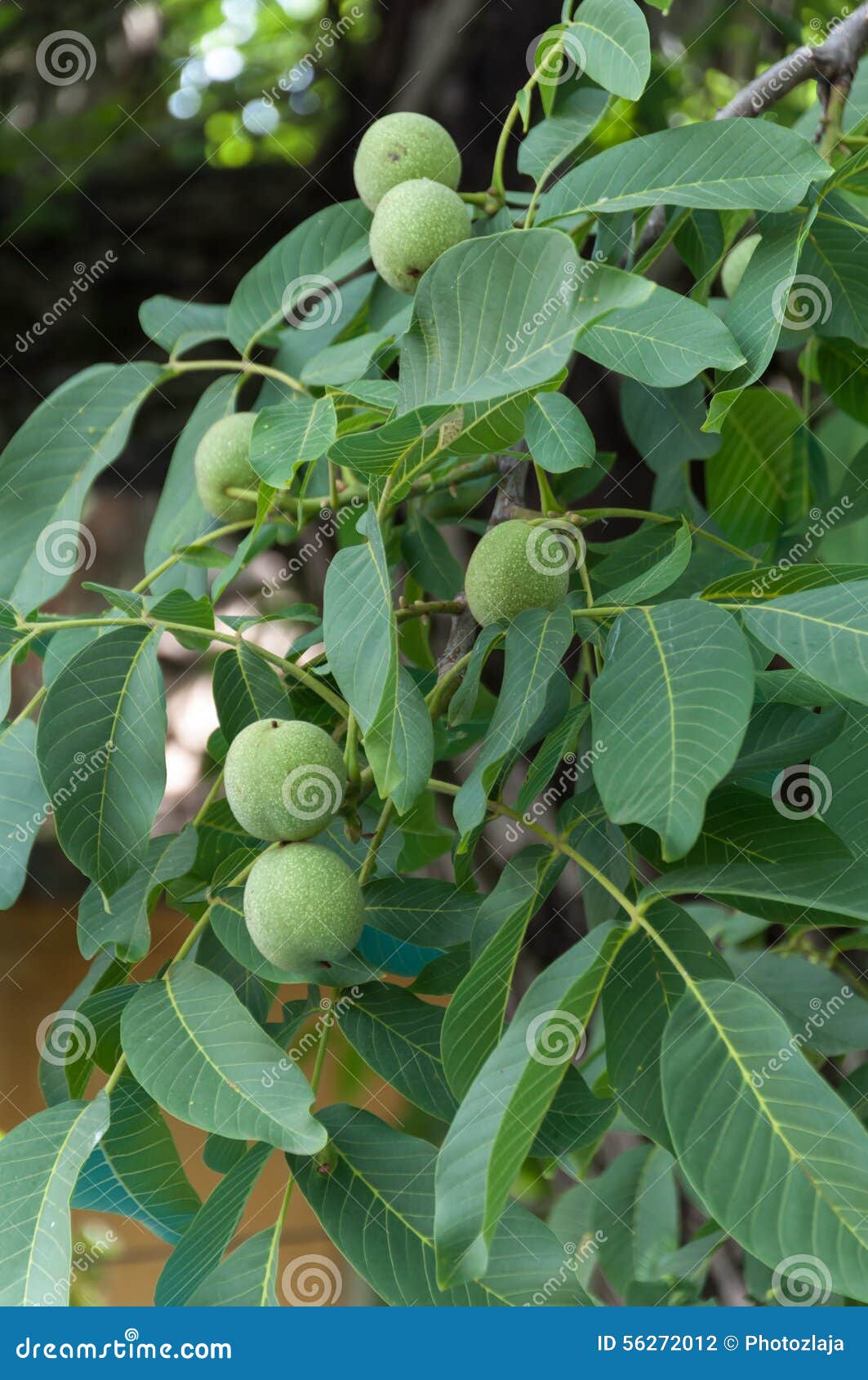 Jonge Groene Noten Op De Boom Met Bladeren Stock Foto - Image of groei ...