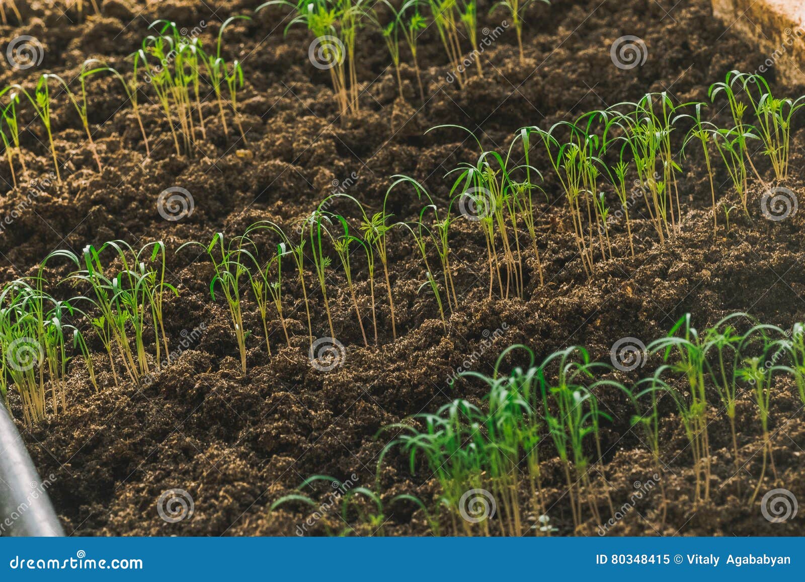 Jonge Groene Spruit in Grond Dichte Omhooggaand Stock Afbeelding ...