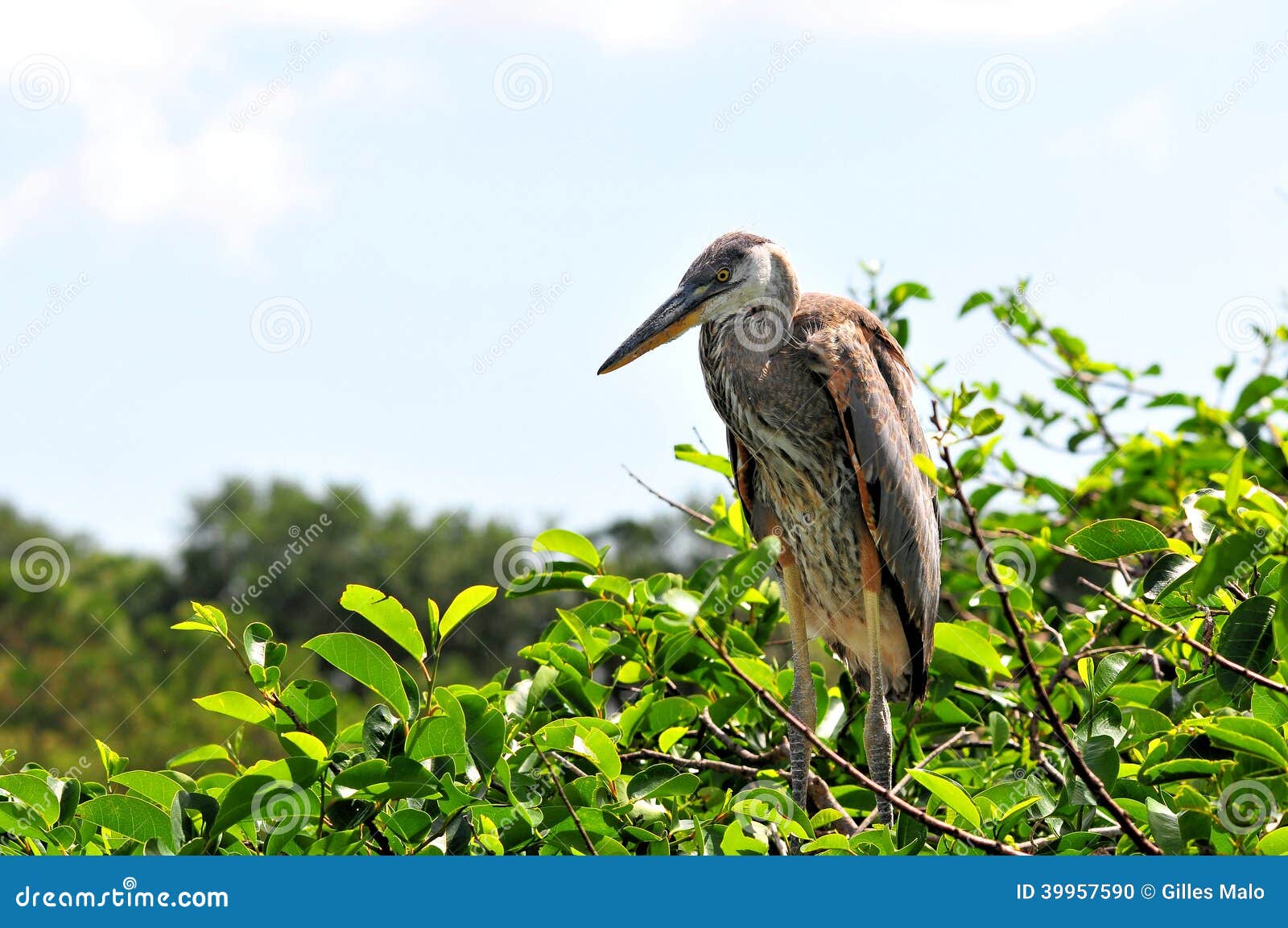Jonge Grote Blauwe Reiger in Nest Stock Foto - Image of hemelen, nesten ...