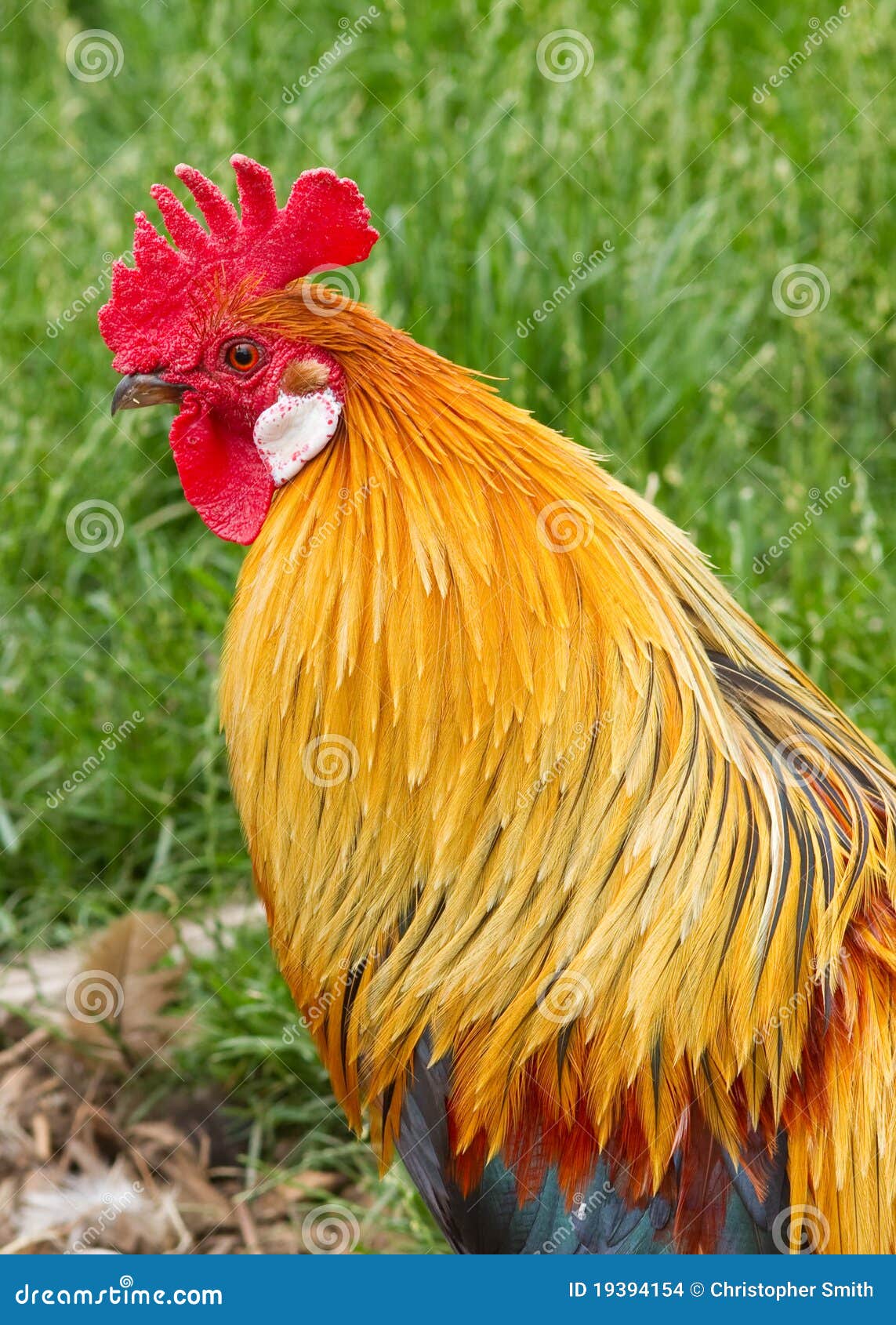 Jonge haan stock foto. Image of gras, dier, gevogelte - 19394154