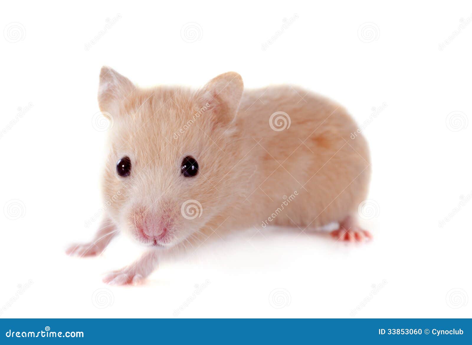 Jonge hamster stock foto. Image of leuk, jong, hamster - 33853060