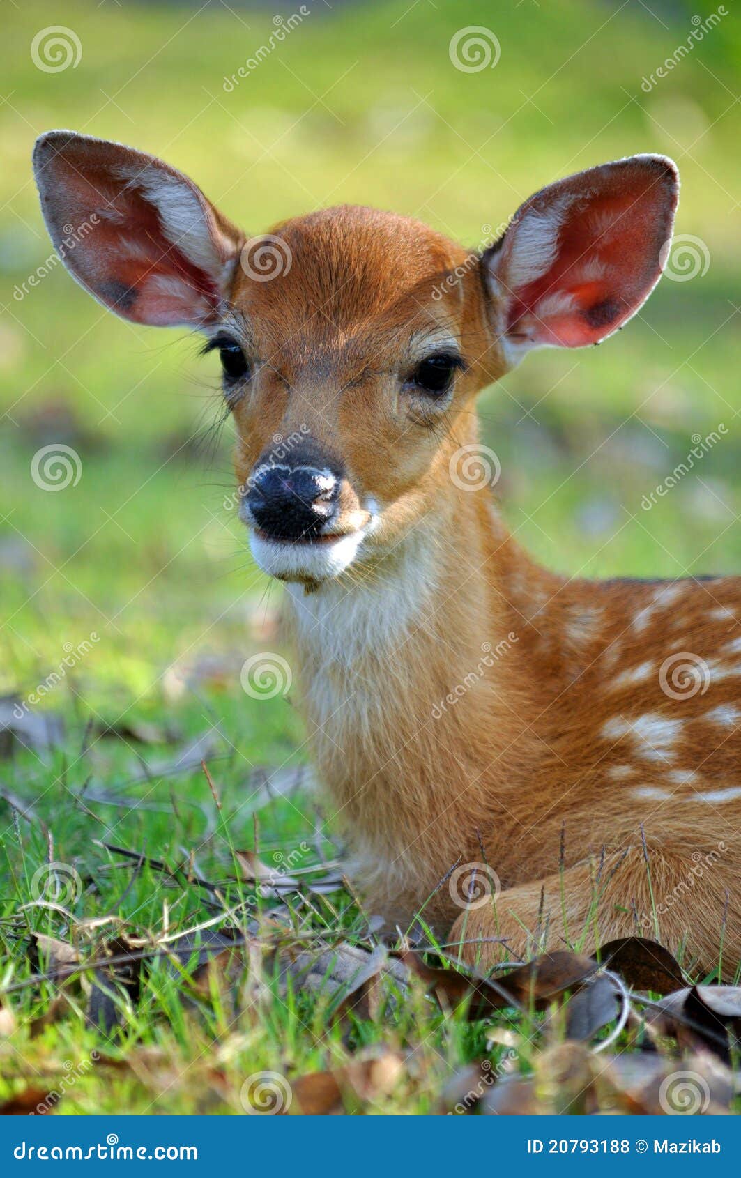 Jonge herten stock foto. Image of leuk, milieu, schoonheid - 20793188