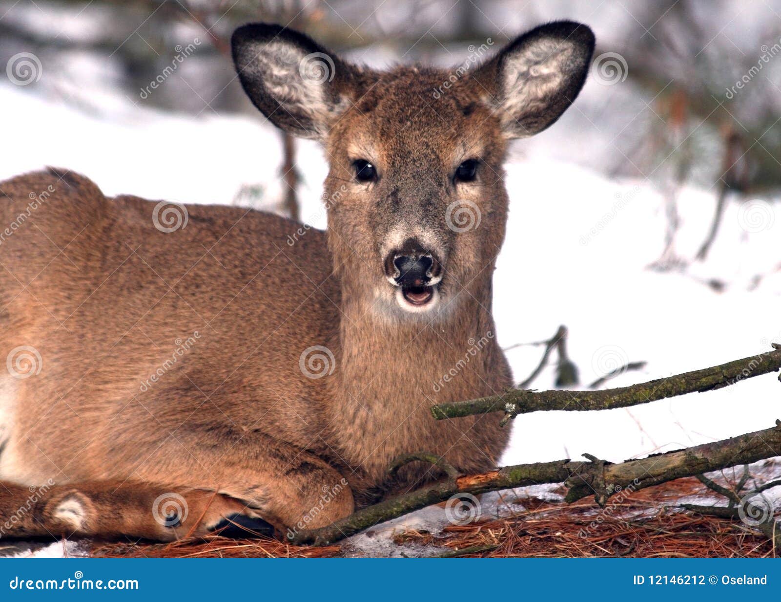 Jonge Herten Die in Sneeuw Eten Stock Foto - Image of staat, kauw: 12146212