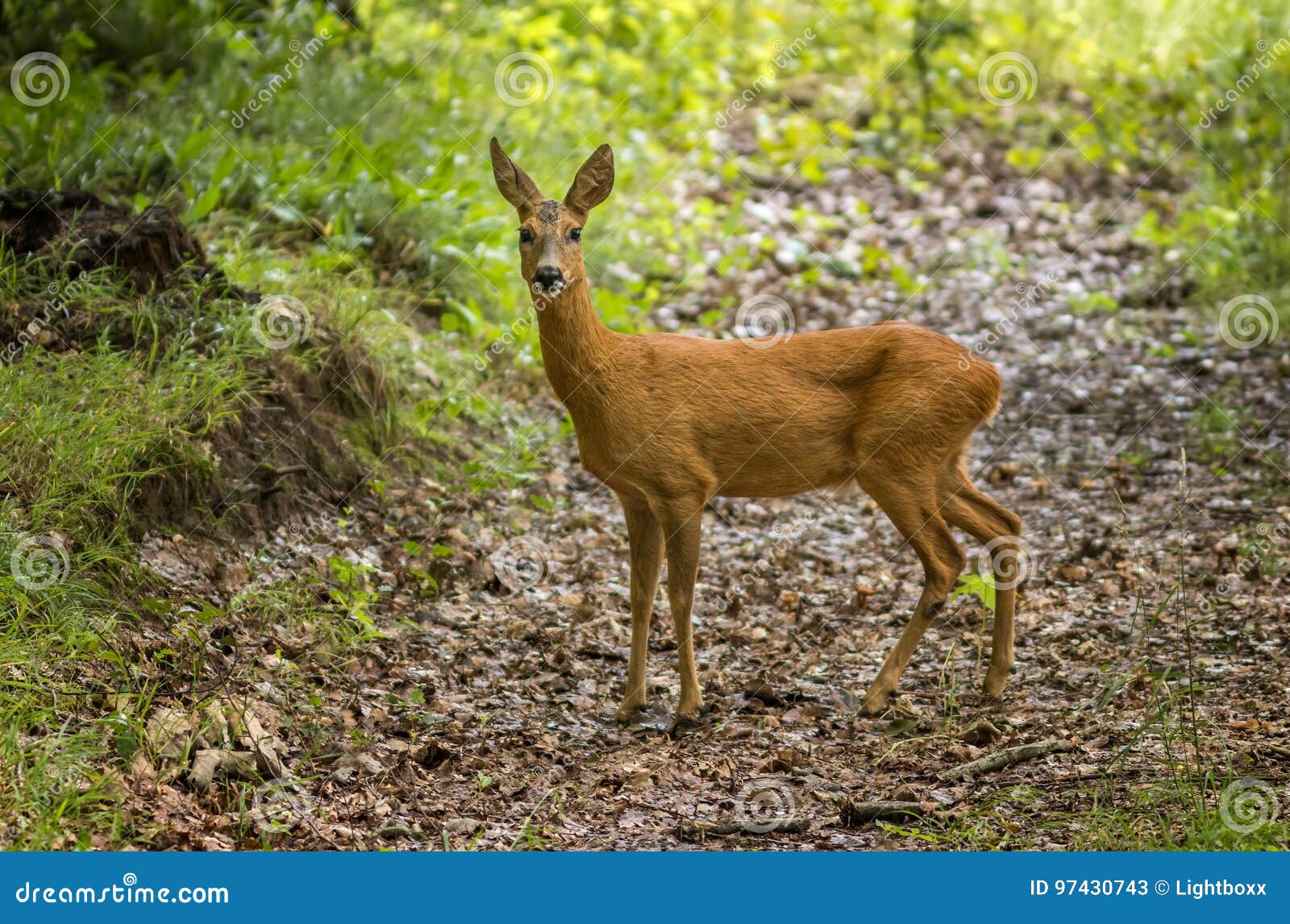 Jonge herten in het hout stock afbeelding. Image of wild - 97430743