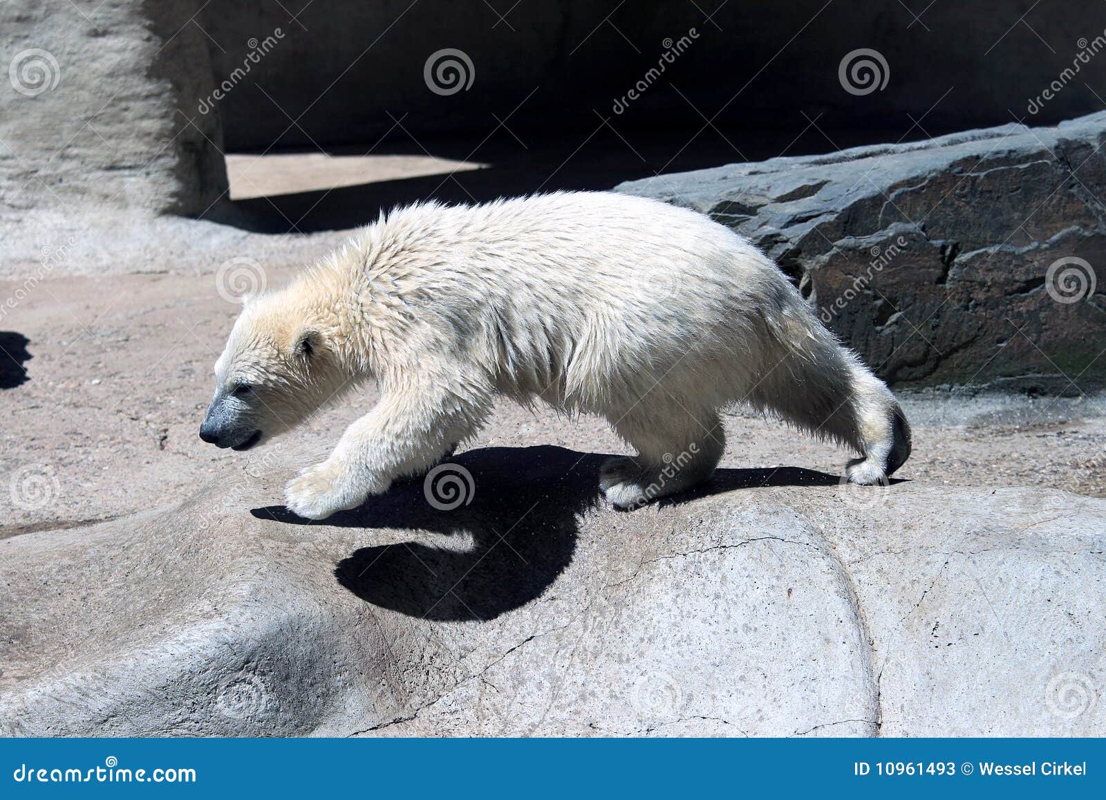 Jonge het kruipen ijsbeer stock afbeelding. Image of gezicht - 10961493