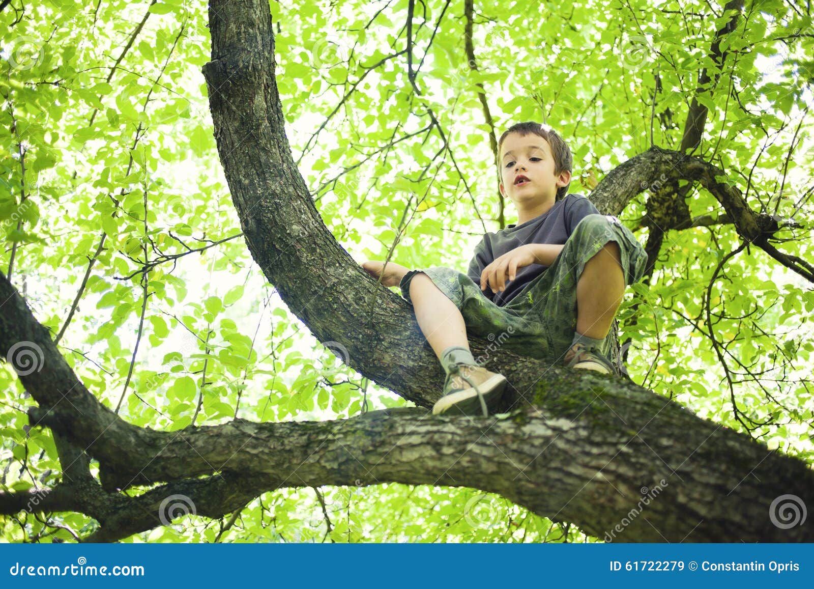 Jonge jongen in boom stock afbeelding. Image of daglicht - 61722279