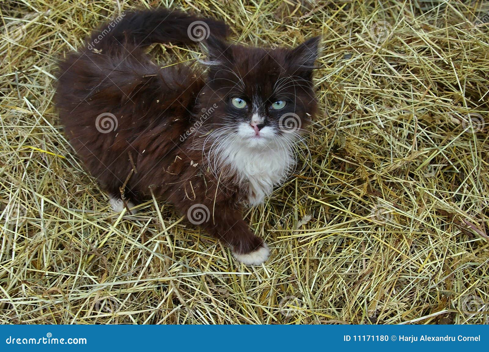 Jonge Kat stock foto. Image of nieuwsgierig, poot, leuk - 11171180