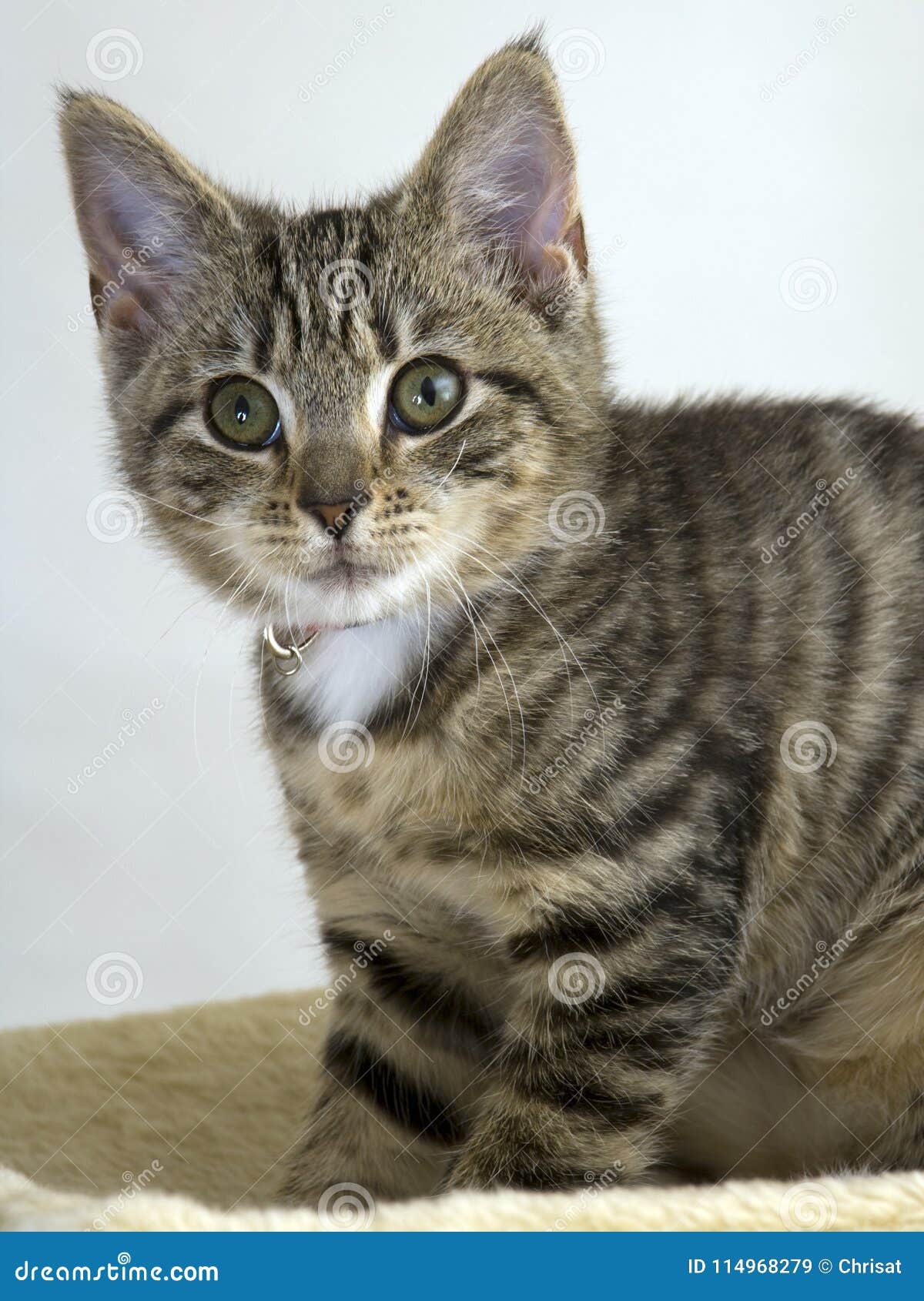 Jonge kat stock afbeelding. Image of schot, lief, ogen - 114968279