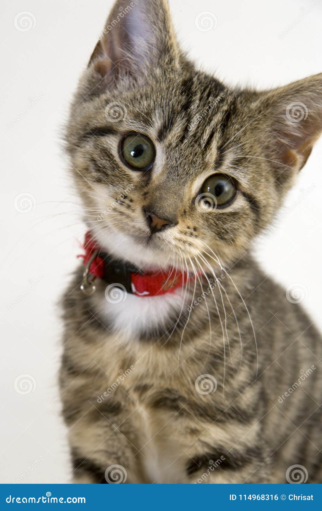 Jonge kat stock foto. Image of naadloos, nieuwsgierig - 114968316