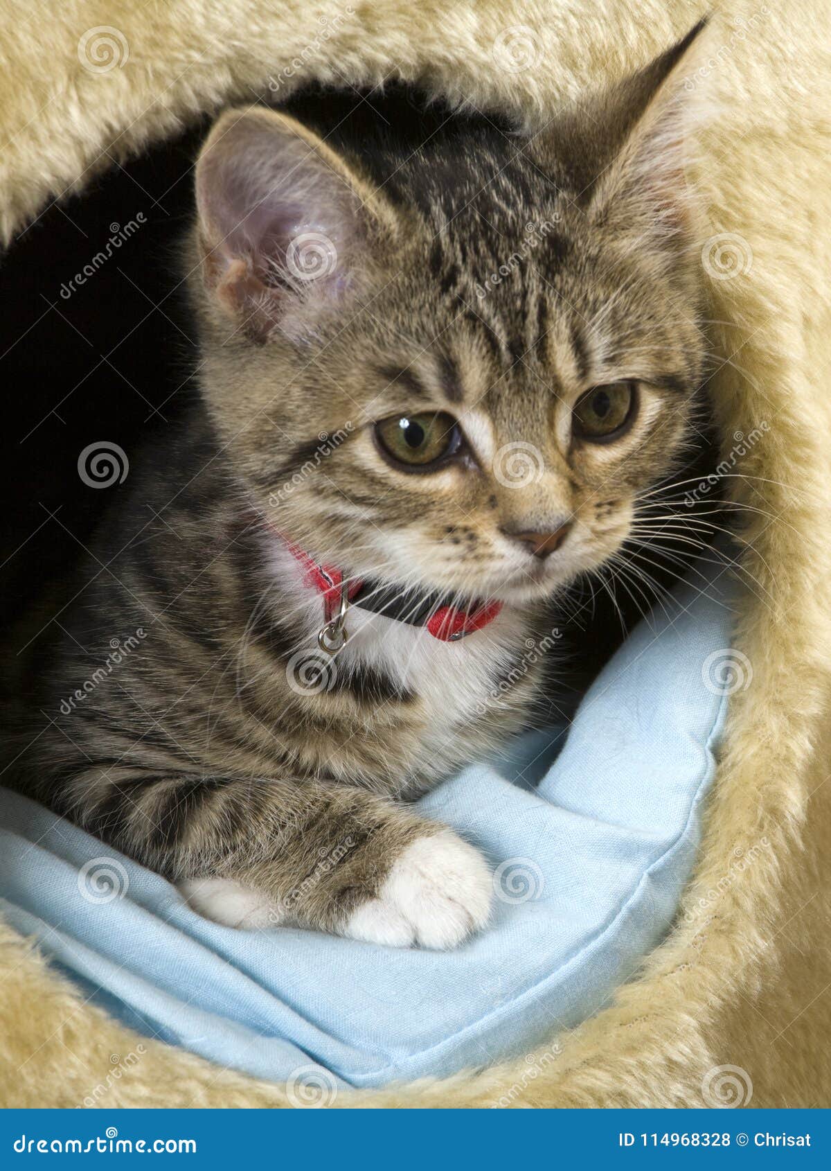 Jonge kat stock foto. Image of grappig, pluizig, niemand - 114968328