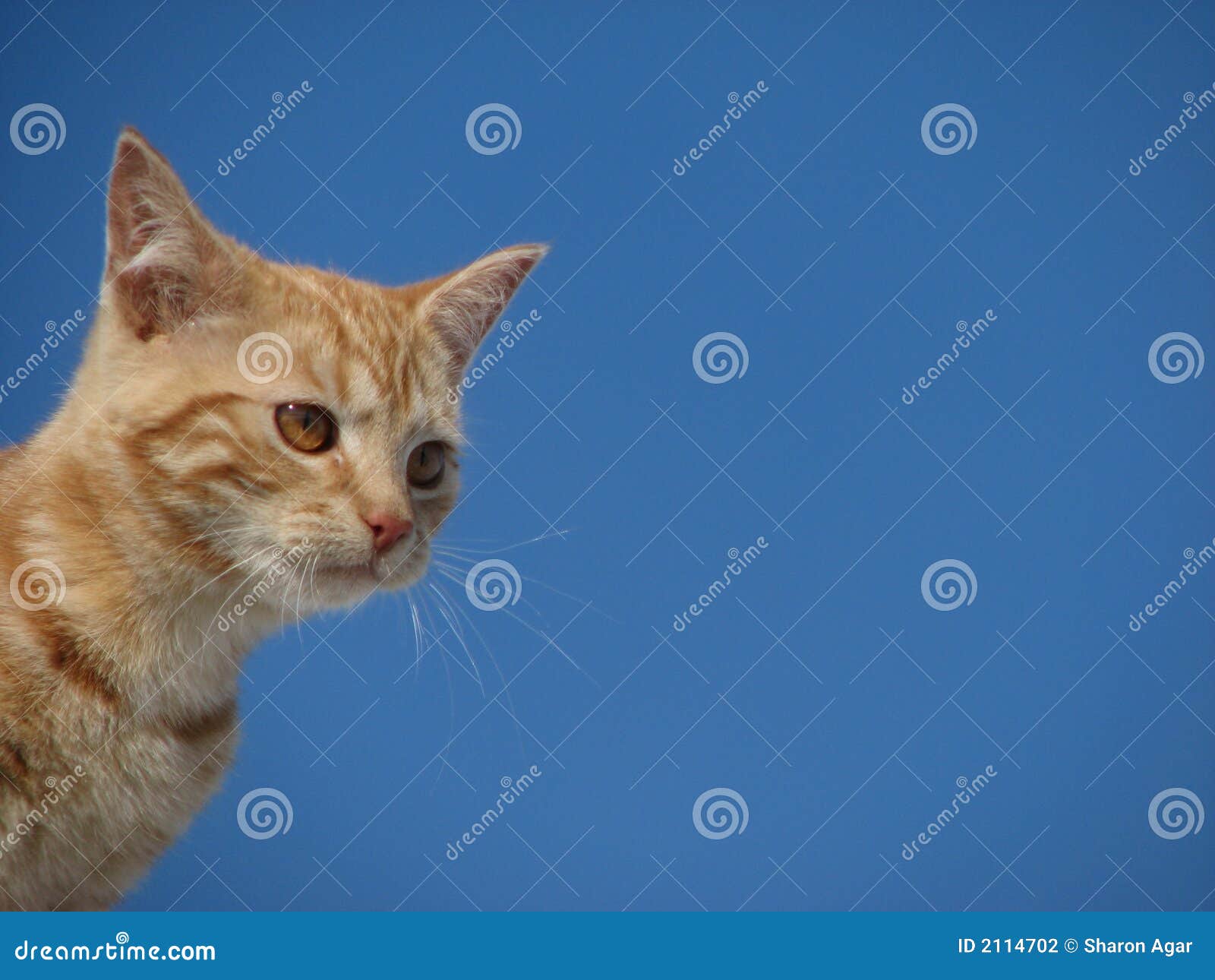 Jonge Kat stock foto. Image of blauw, enkelvoudig, hemel - 2114702