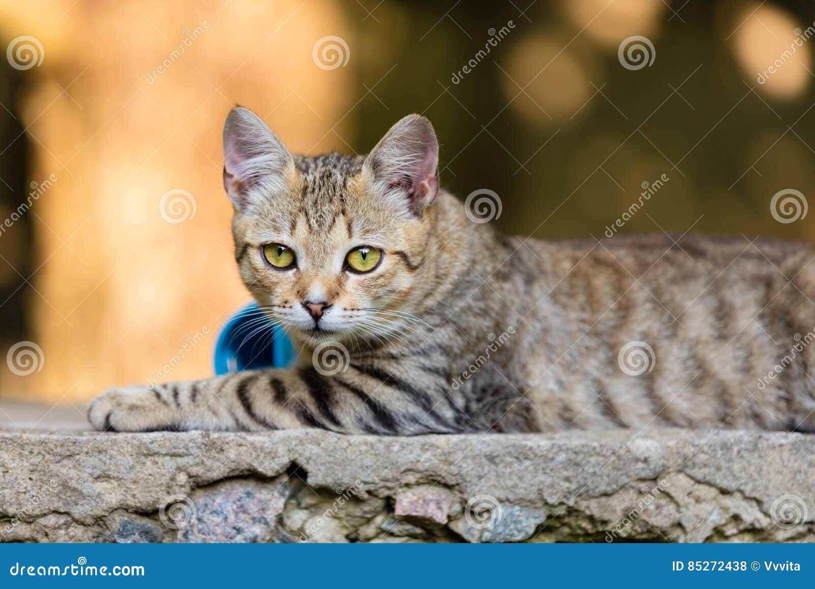 Jonge Kat Die Op Concrete Oppervlakte Liggen Stock Foto - Image of ...