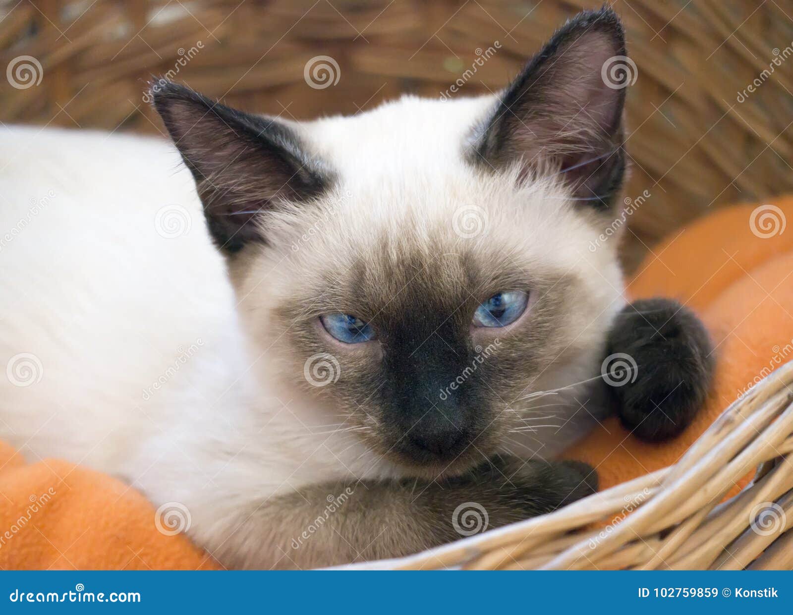 Jonge Kat, Katje, De Oosterse Groep Van Siam Stock Afbeelding - Image ...