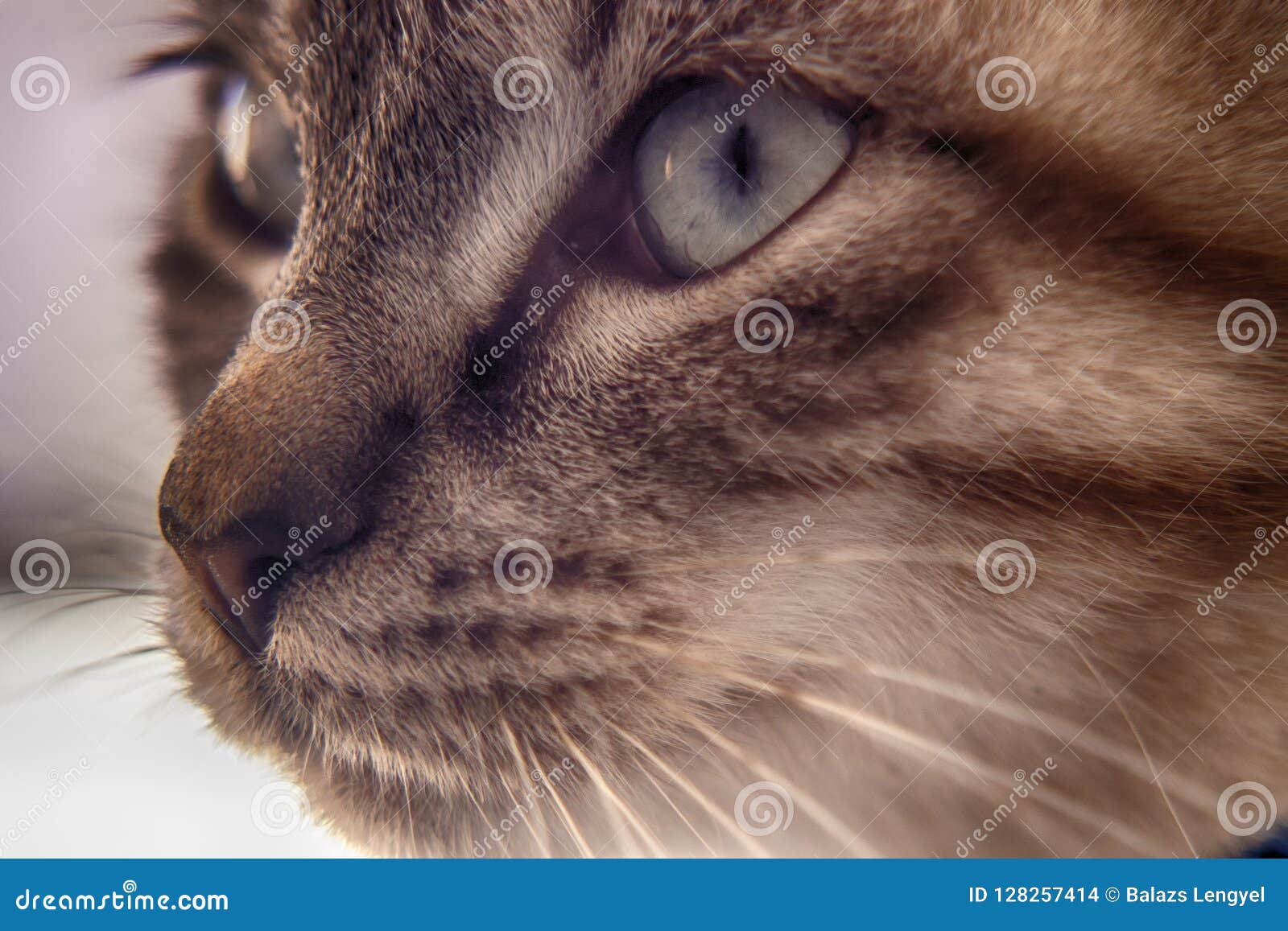 Jonge Kat, Kitten Eyes Close-Up Stock Foto - Image of pluizig ...