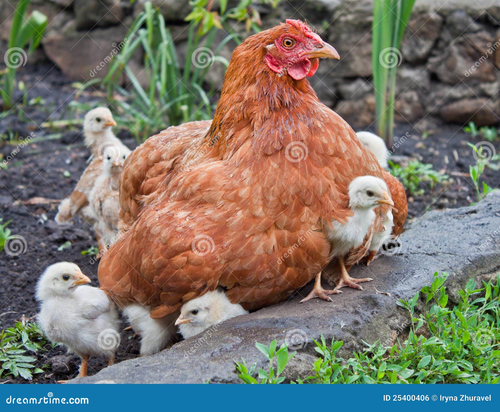 Jonge kip stock foto. Afbeelding bestaande uit voedsel - 25400406