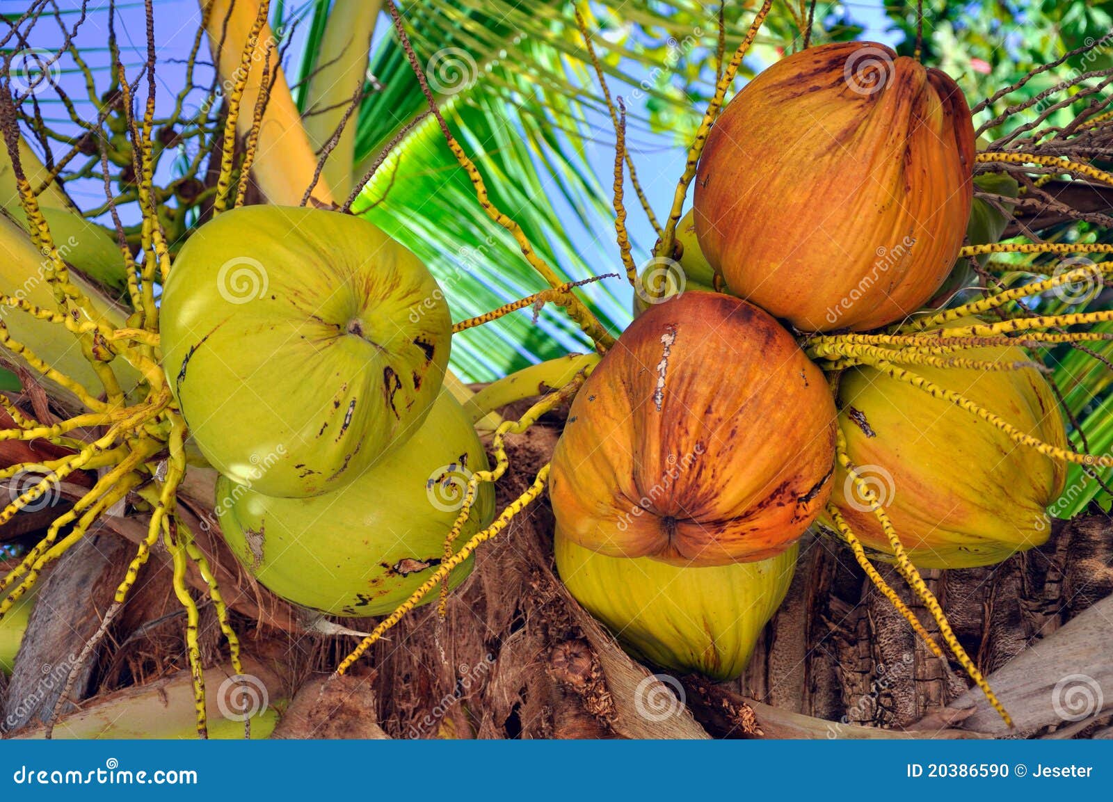 Jonge kokosnoot stock foto. Image of gezondheid, cocos - 20386590