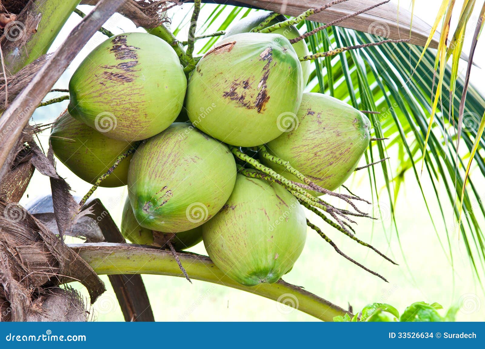 Jonge kokosnoot op de boom stock foto. Image of tuin - 33526634
