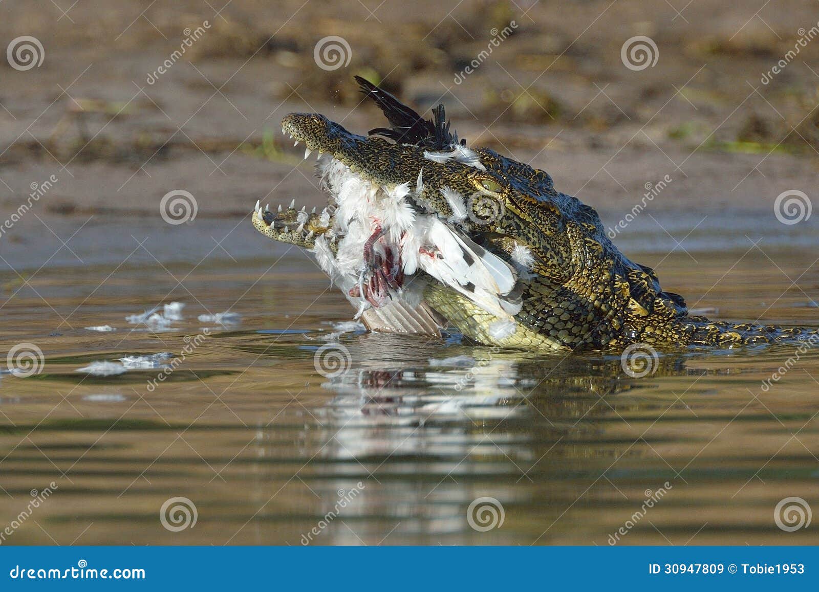Jonge Krokodil Met Prooi in Kaken Stock Afbeelding - Image of ogen ...