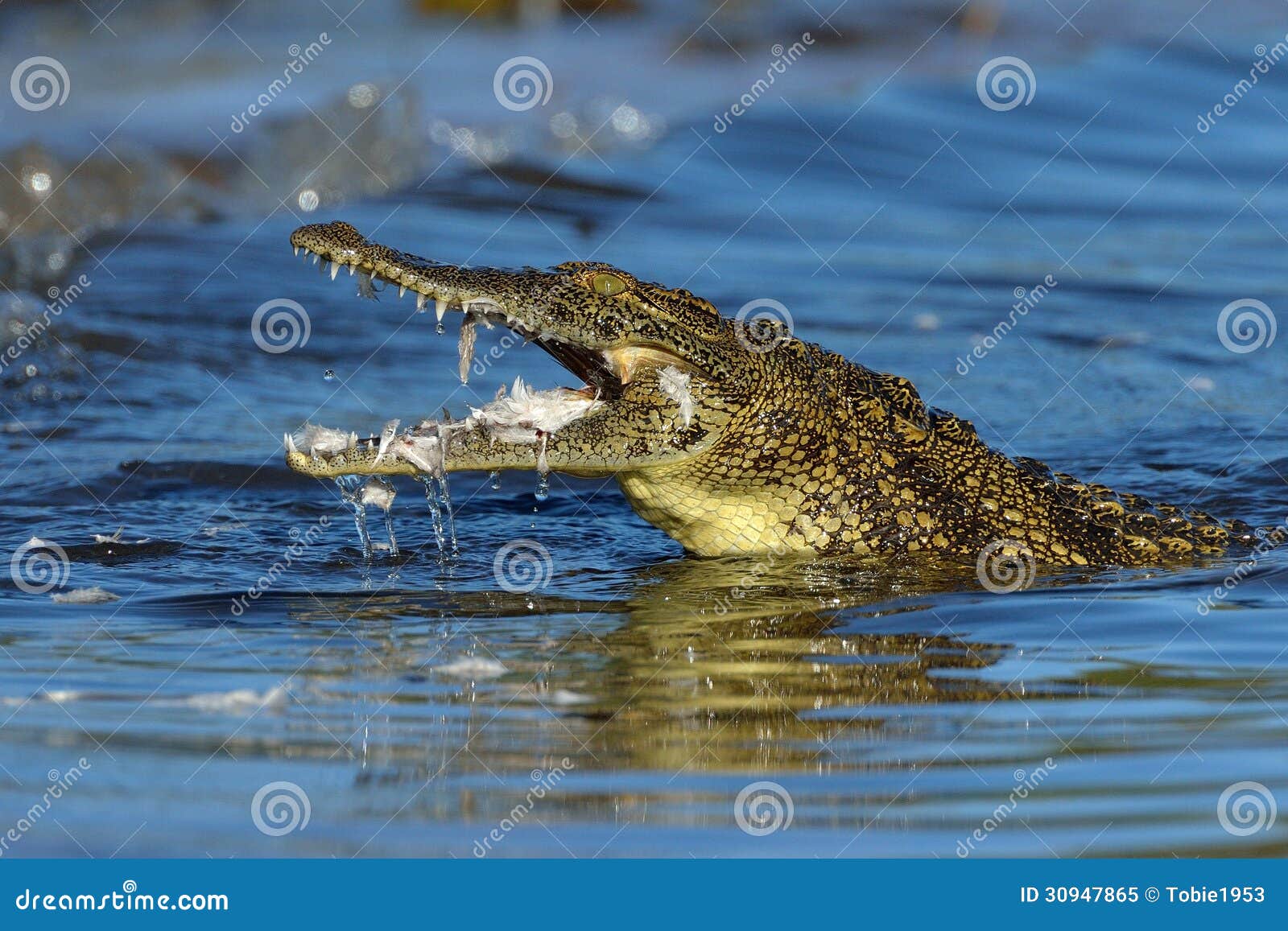 Jonge Krokodil Met Prooi in Kaken Stock Afbeelding - Image of voeding ...