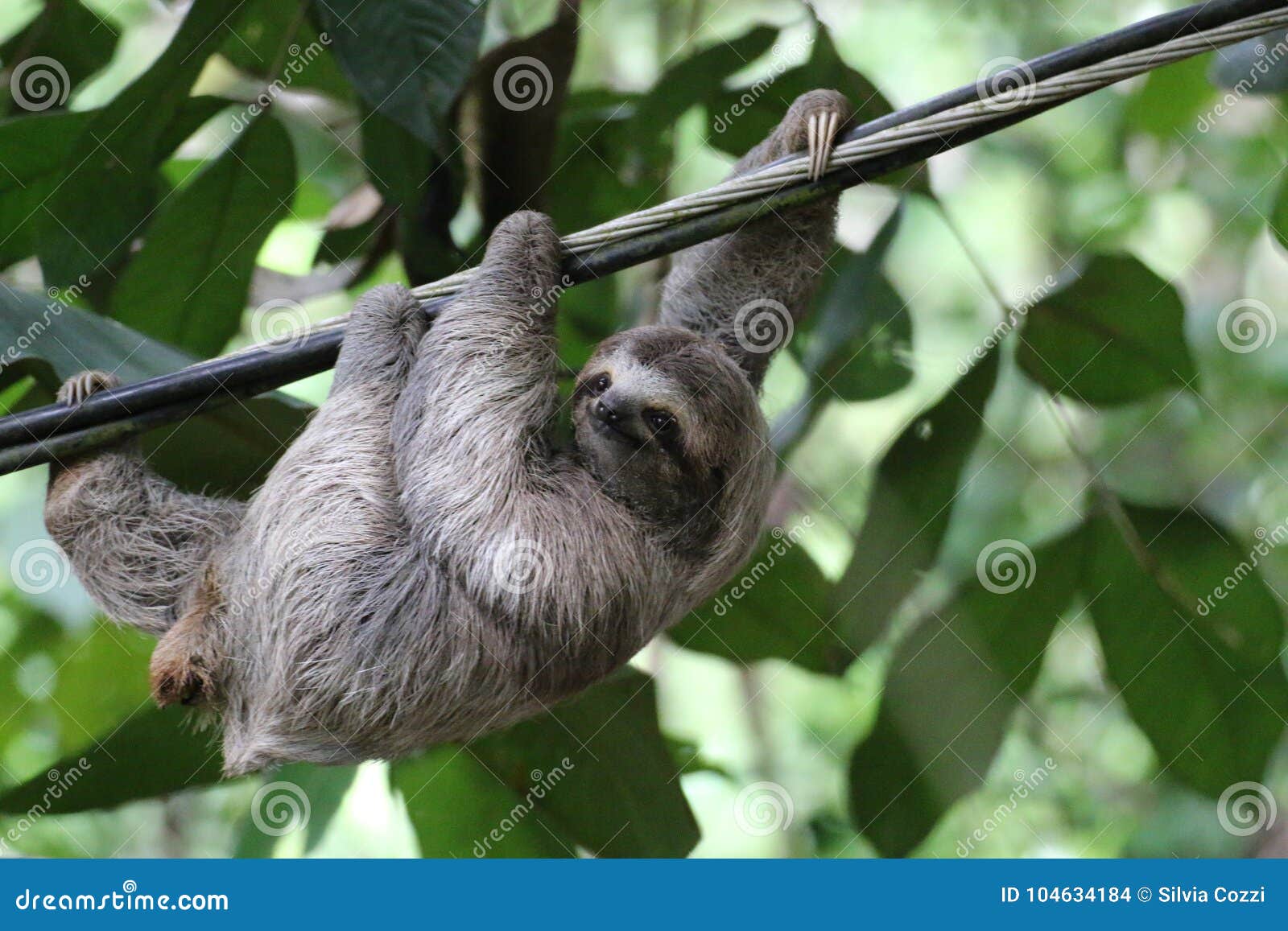 Jonge Luiaard, Costa Rica stock foto. Image of bladeren - 104634184