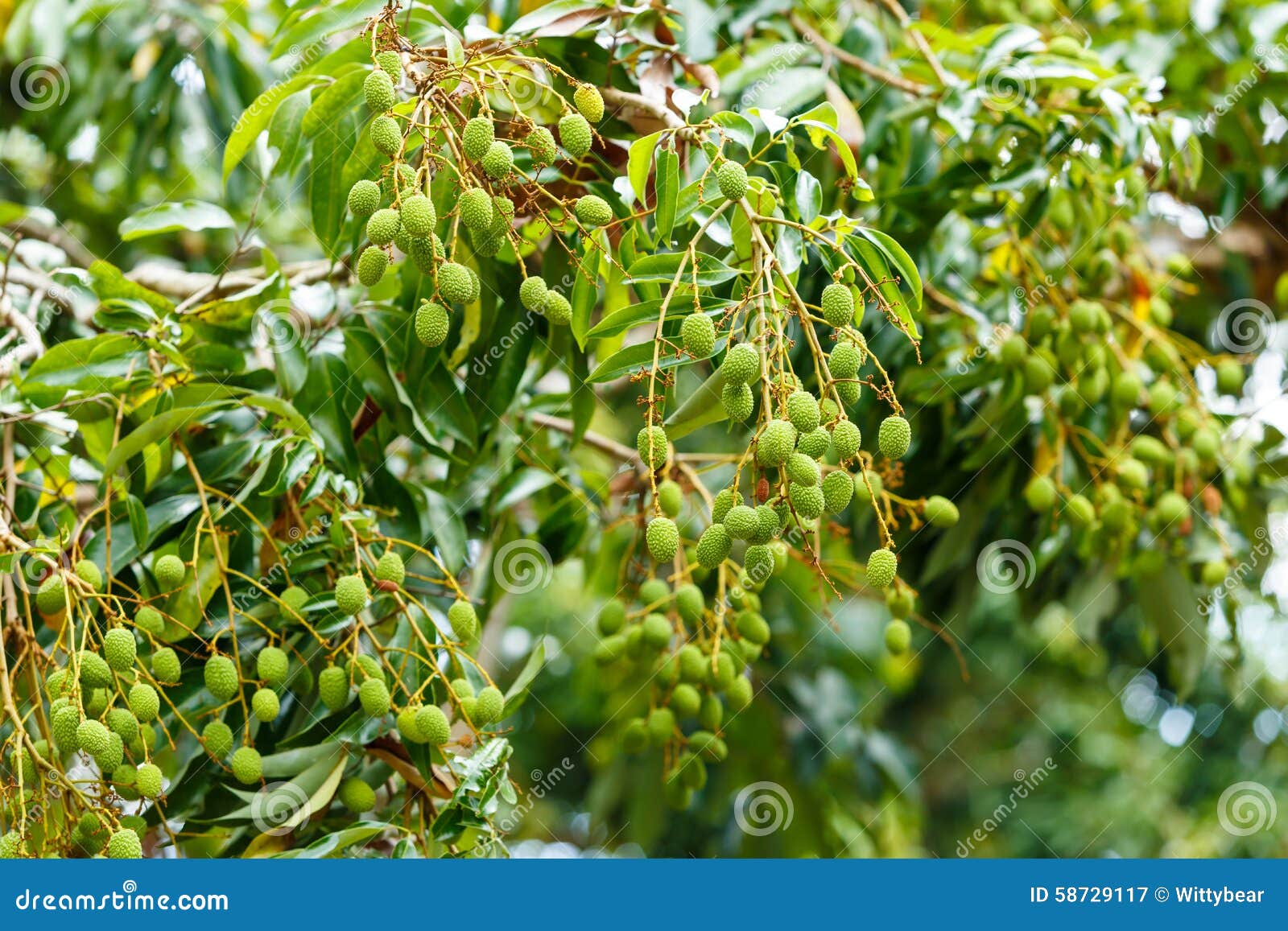 Jonge lychee op boom stock afbeelding. Image of lychee - 58729117