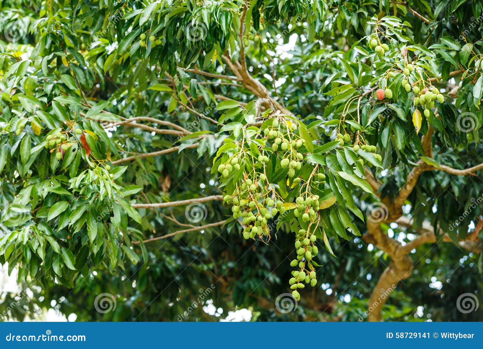 Jonge lychee op boom stock afbeelding. Image of dieet - 58729141
