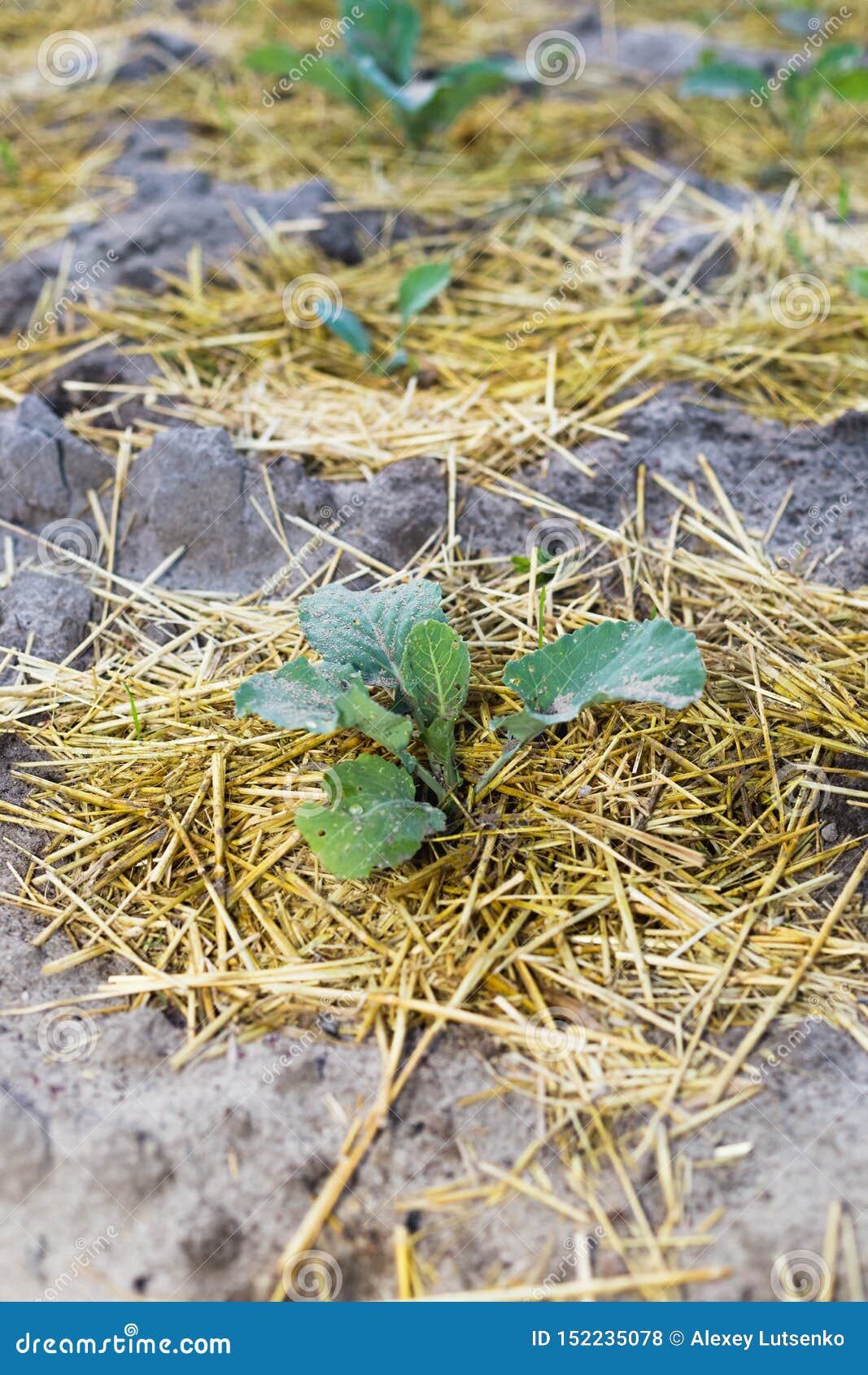 Jonge Met Mulch Bedekte Kool in De Tuin Stock Foto - Image of openlucht ...