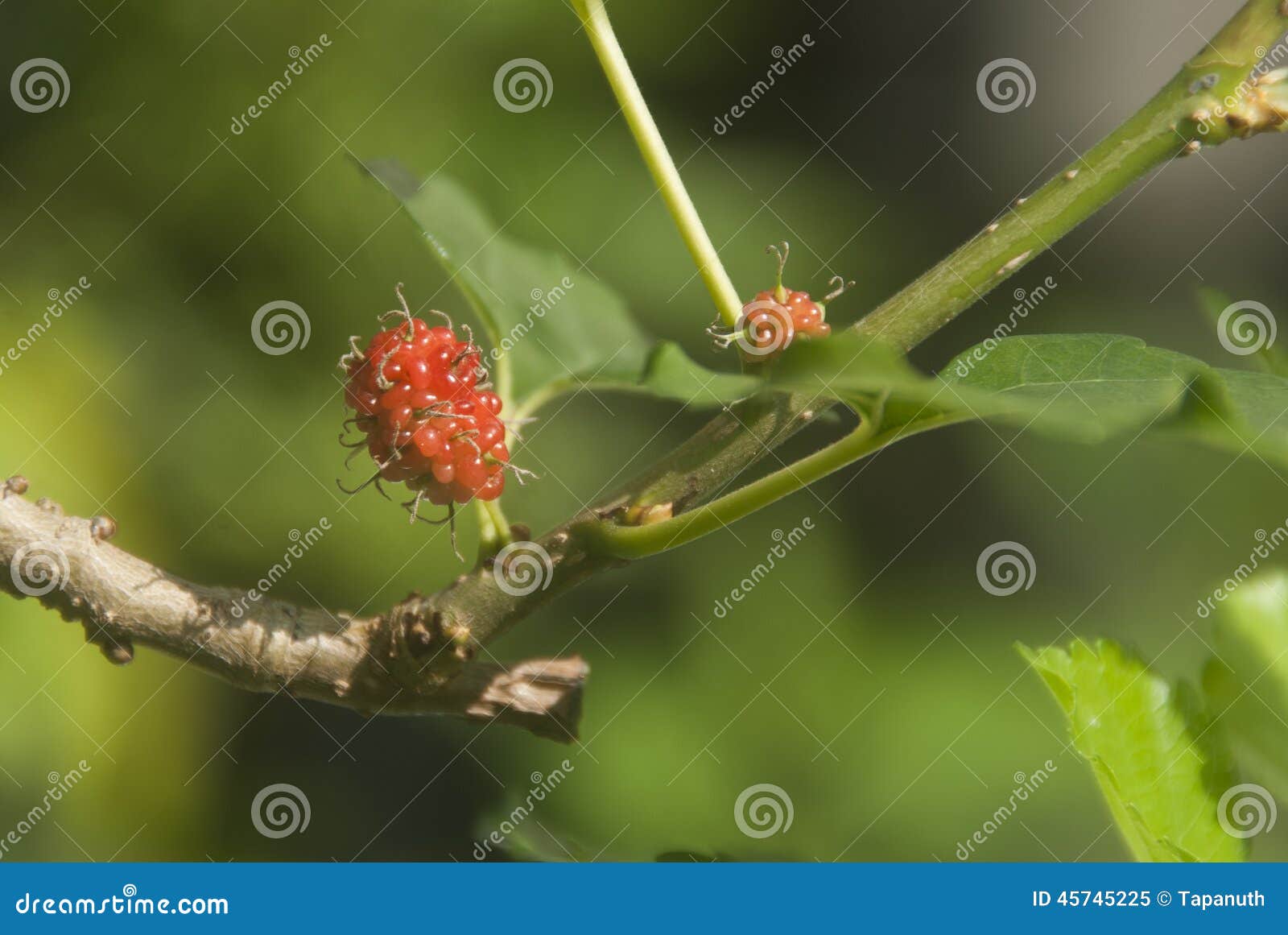 Jonge moerbeiboom stock afbeelding. Image of installatie - 45745225