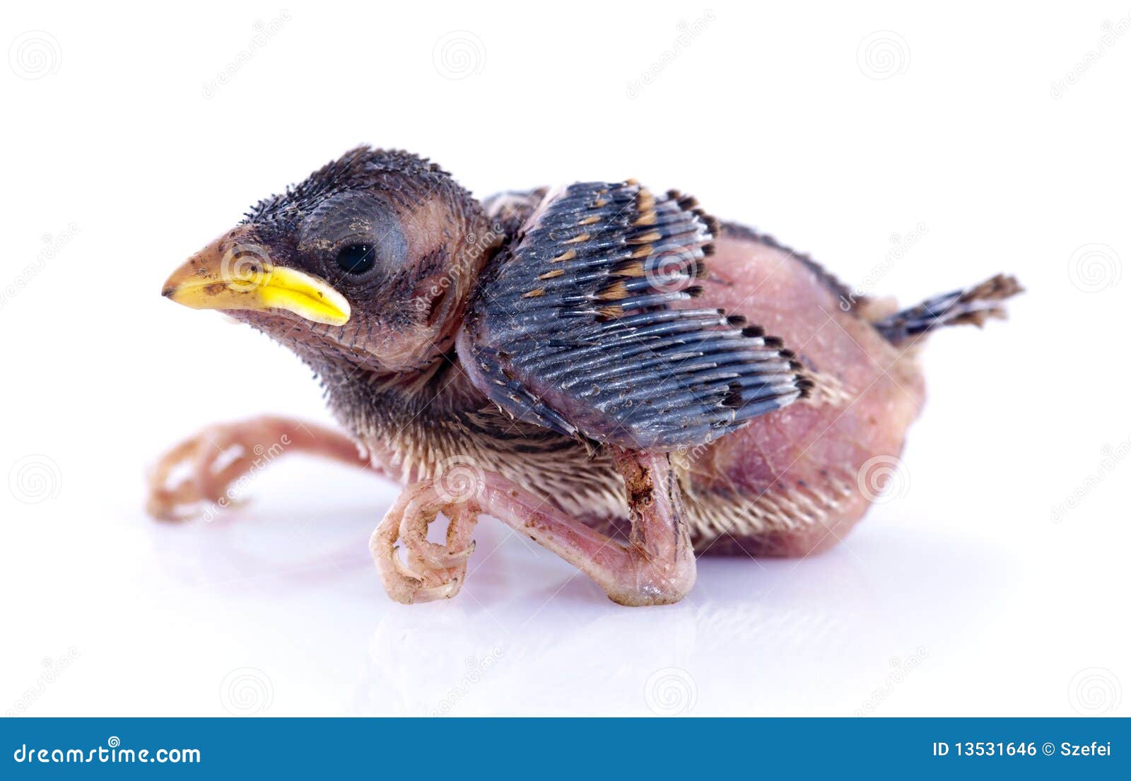 Jonge Mus stock foto. Image of binnen, mooi, hulpeloos - 13531646