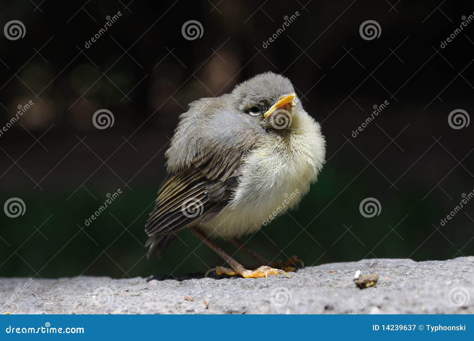 Jonge mus stock afbeelding. Image of alleen, klein, één - 14239637