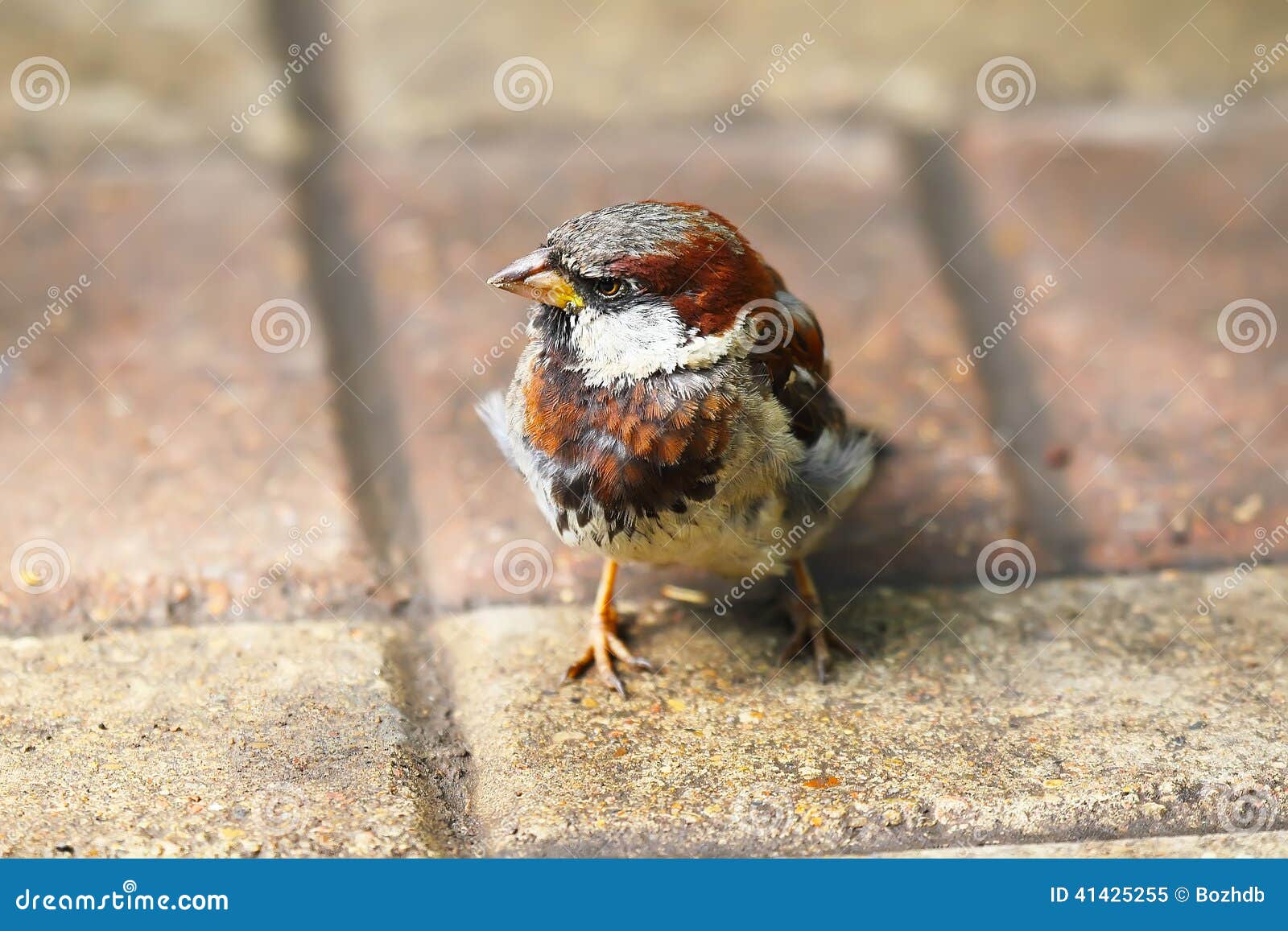 Jonge mus stock afbeelding. Image of vogel, gemeenschappelijk - 41425255