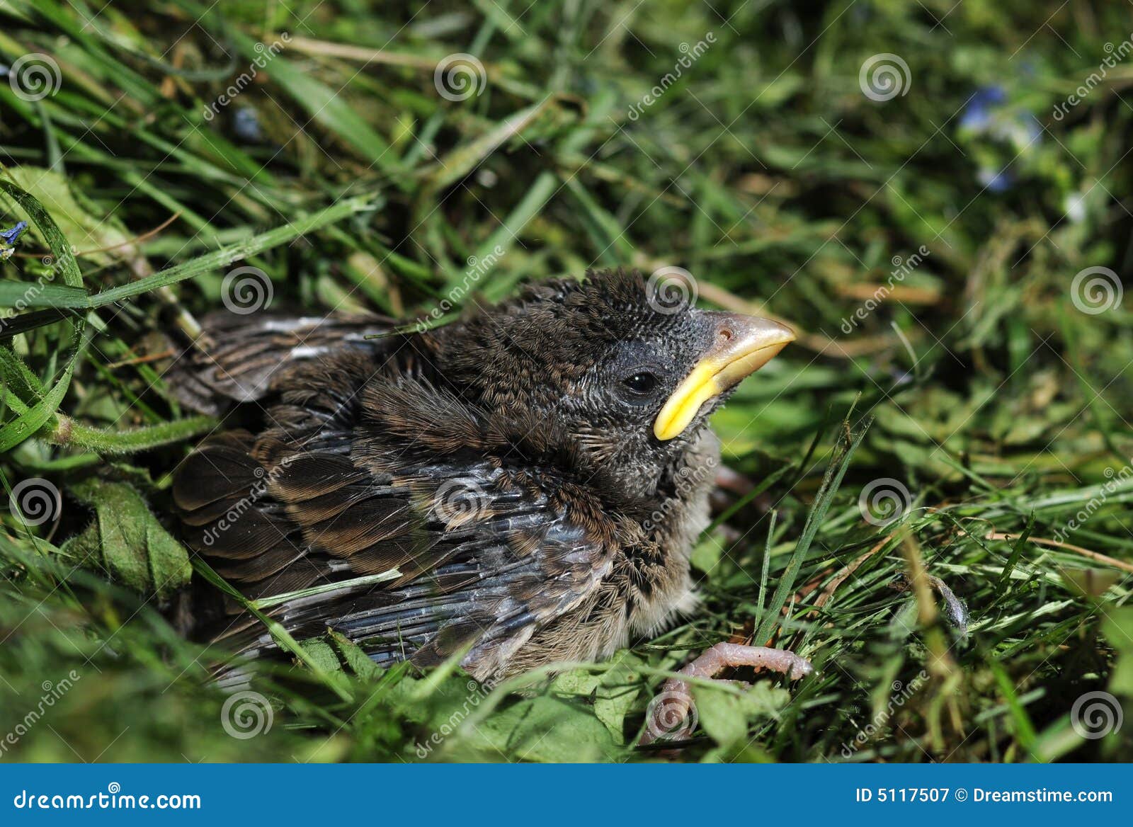 Jonge mus stock afbeelding. Afbeelding bestaande uit geel - 5117507