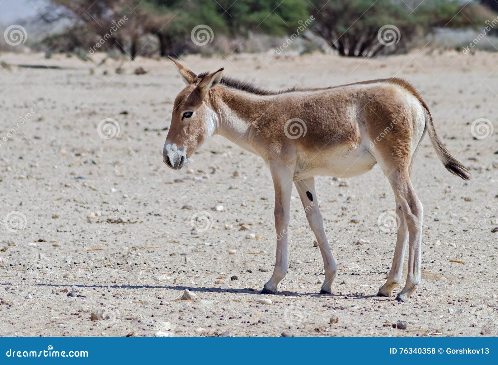 Jonge Onager (Equus-hemionus) Stock Foto - Image of bewoning, toerisme ...
