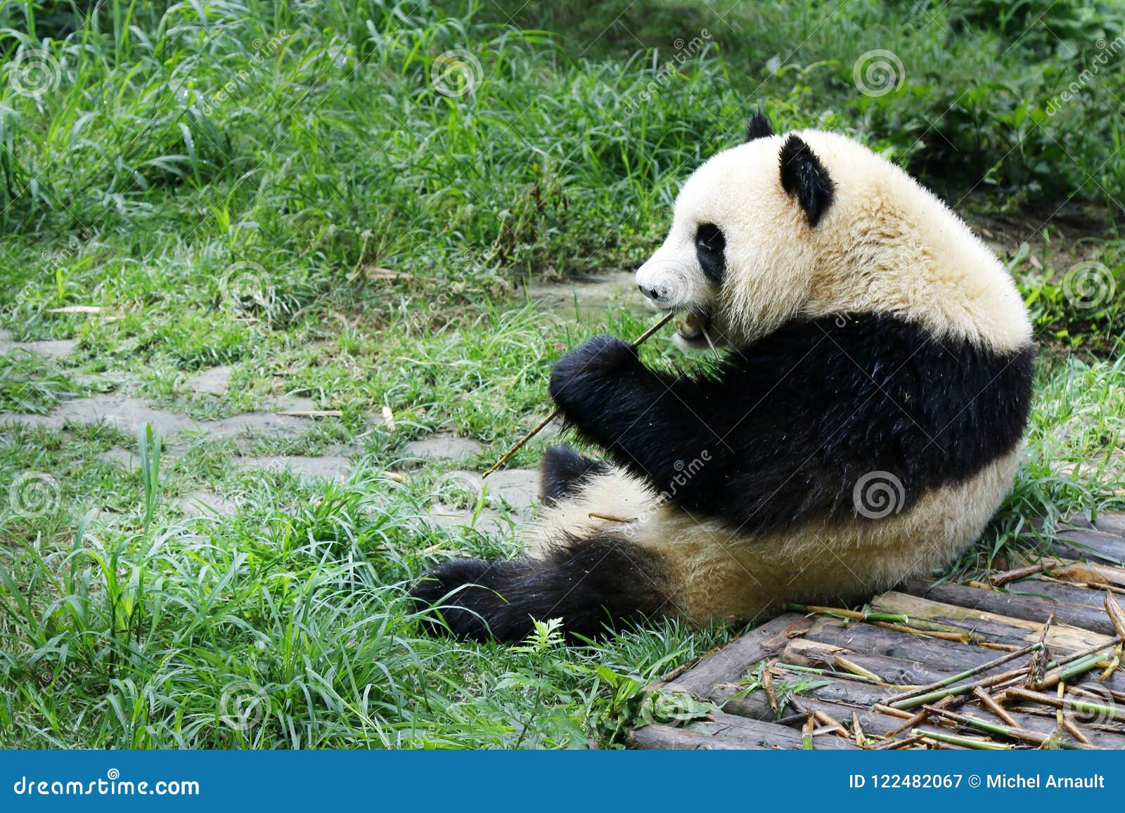 Jonge Panda Die Bamboe Eten Stock Afbeelding - Image of toerisme, draag ...