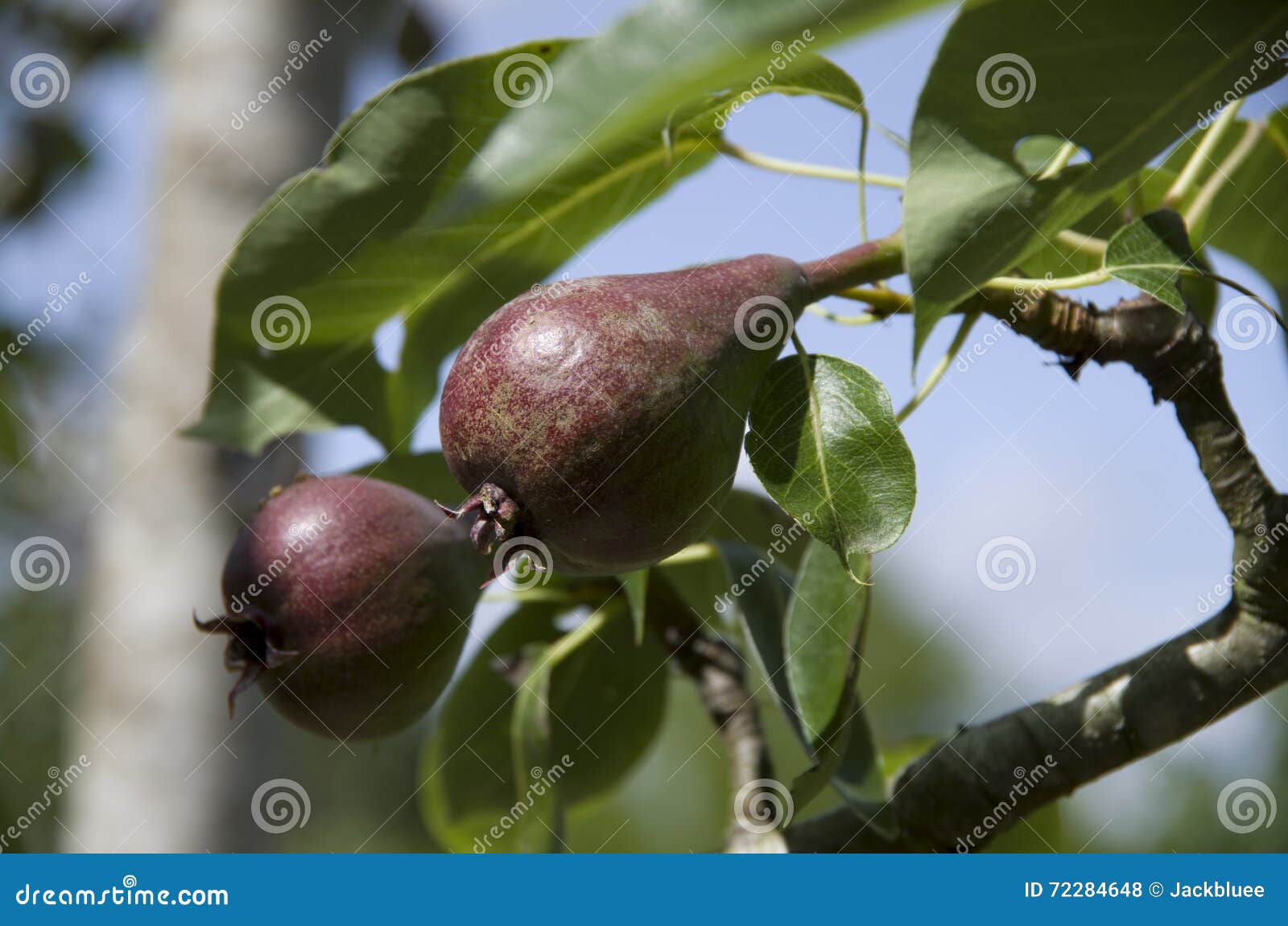 Jonge peer op boom stock foto. Image of boomgaard, verlof - 72284648
