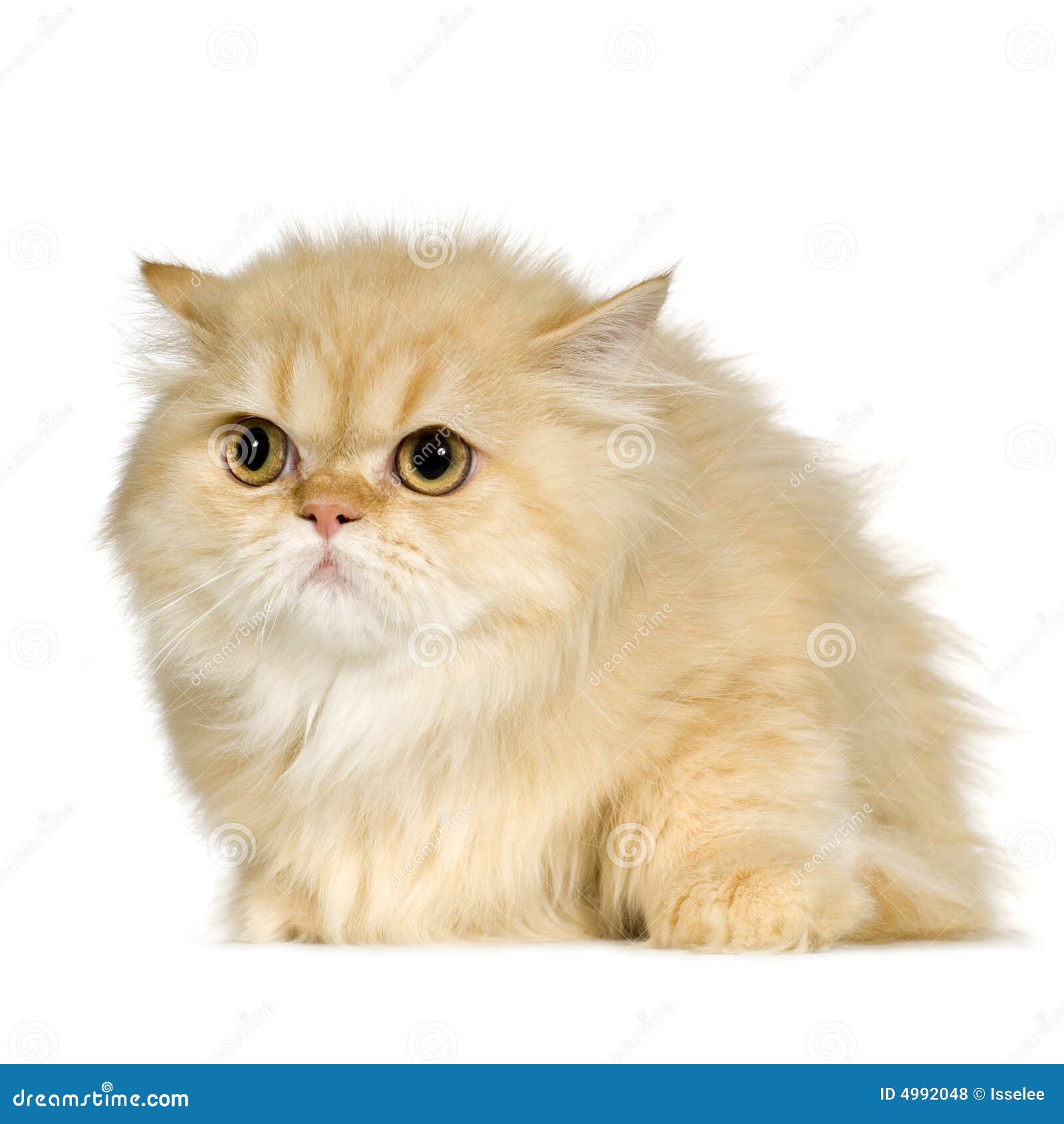 Jonge Perzische Kat (6 Maanden) Stock Foto - Image of aandachtig ...