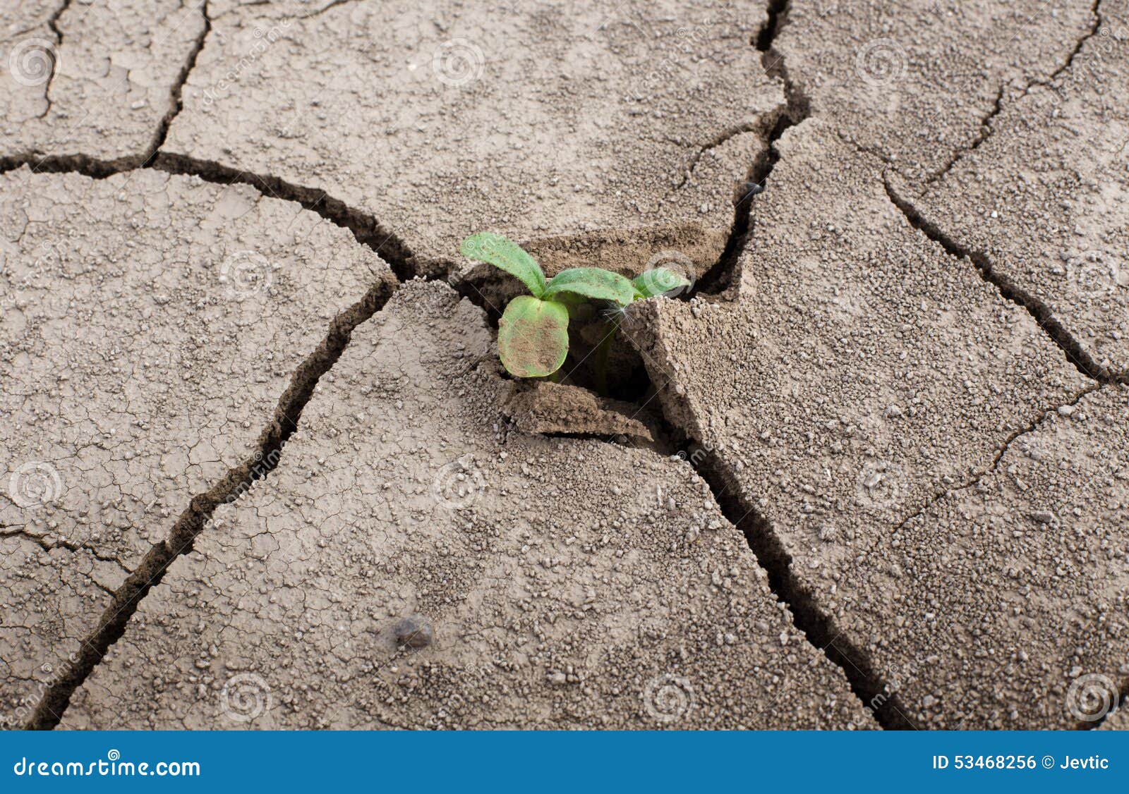 Jonge plant in droge grond stock foto. Image of droogte - 53468256